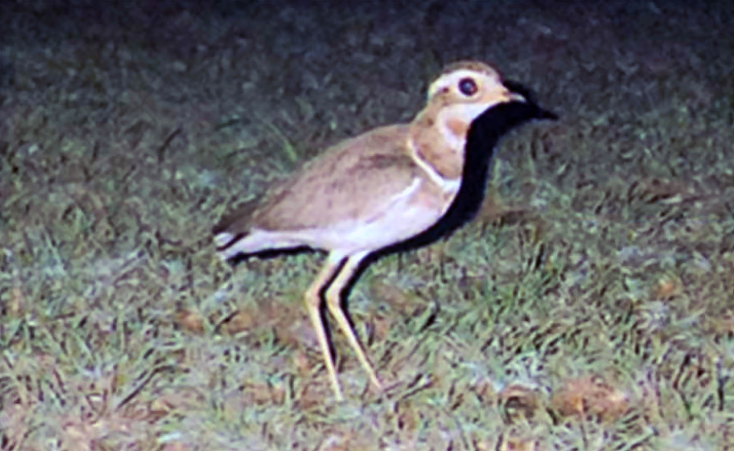 Bird not seen in 20 years is rediscovered using an audio recorder ...