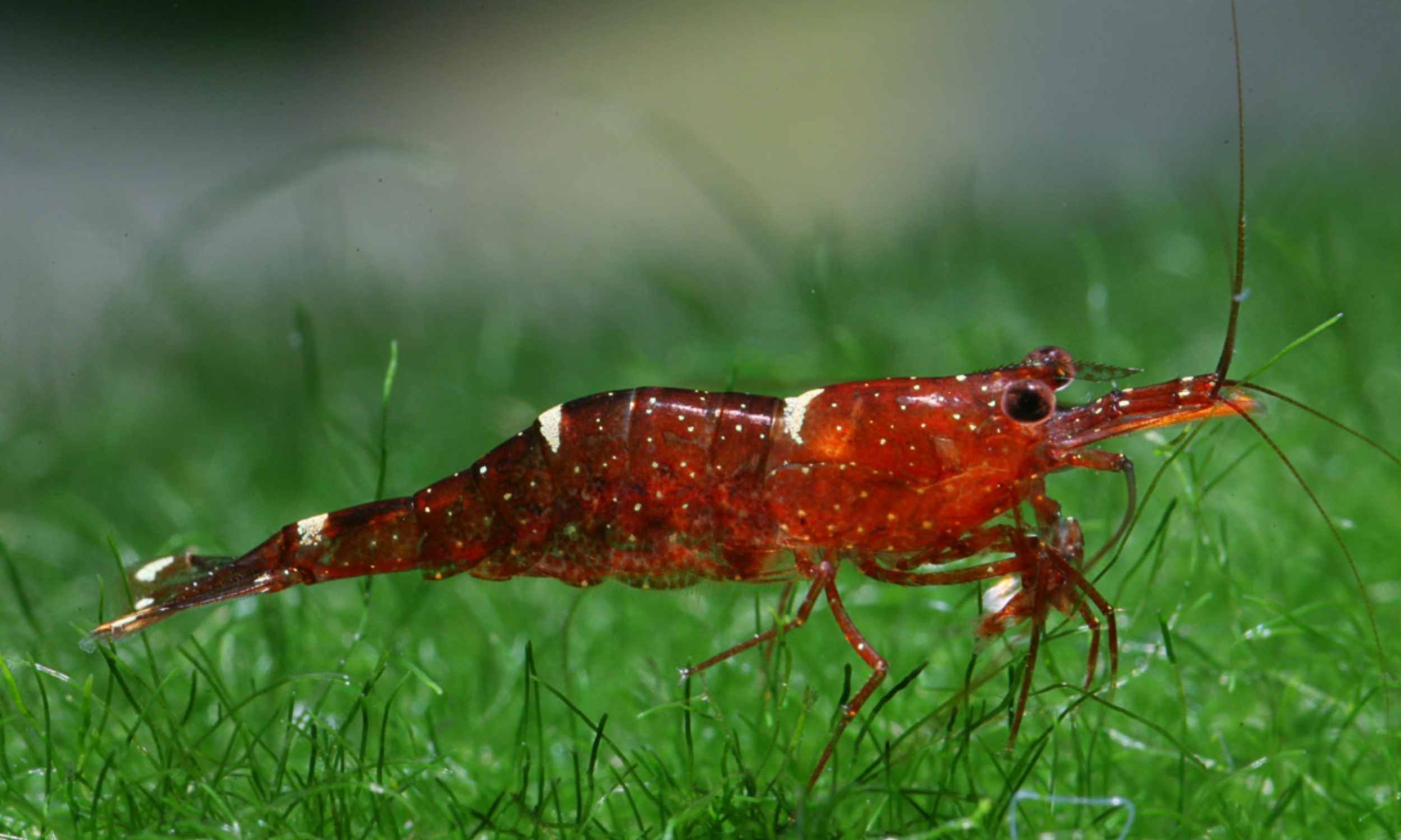 More than 4,000 freshwater species are on the brink of extinction ...