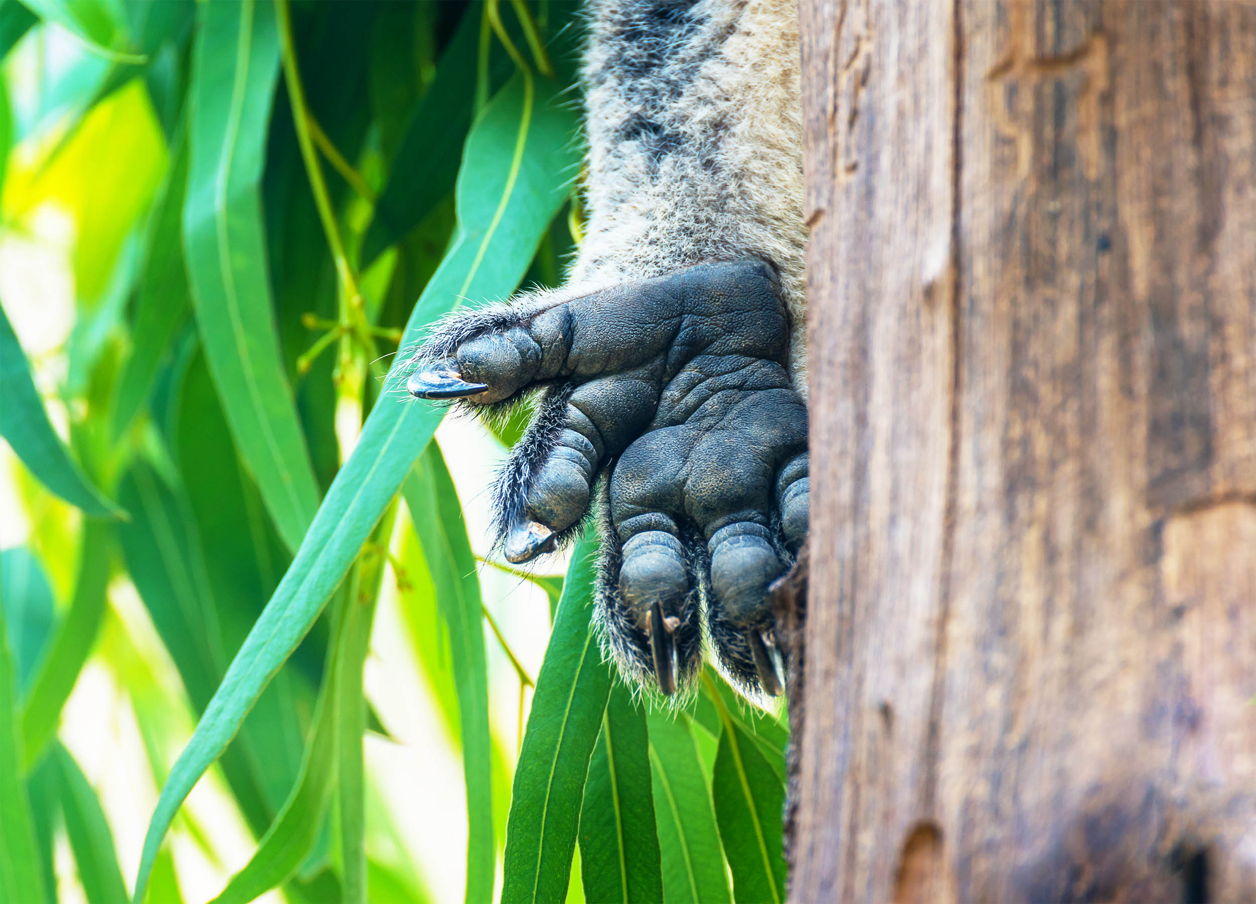 Koalas somehow evolved fingerprints nearly identical to humans - Earth.com