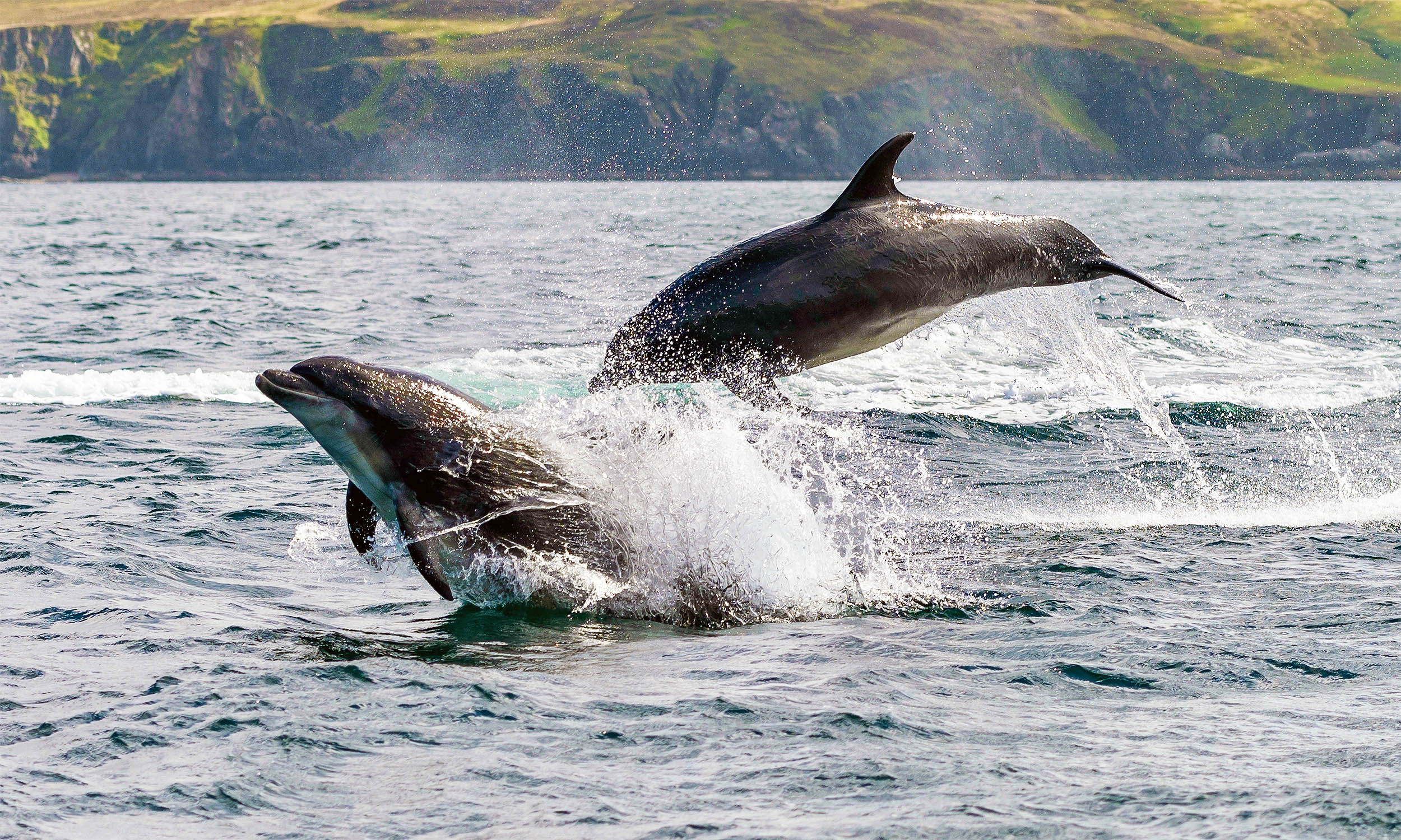 New 'bycatch' fishing restrictions aim to protect marine mammals ...