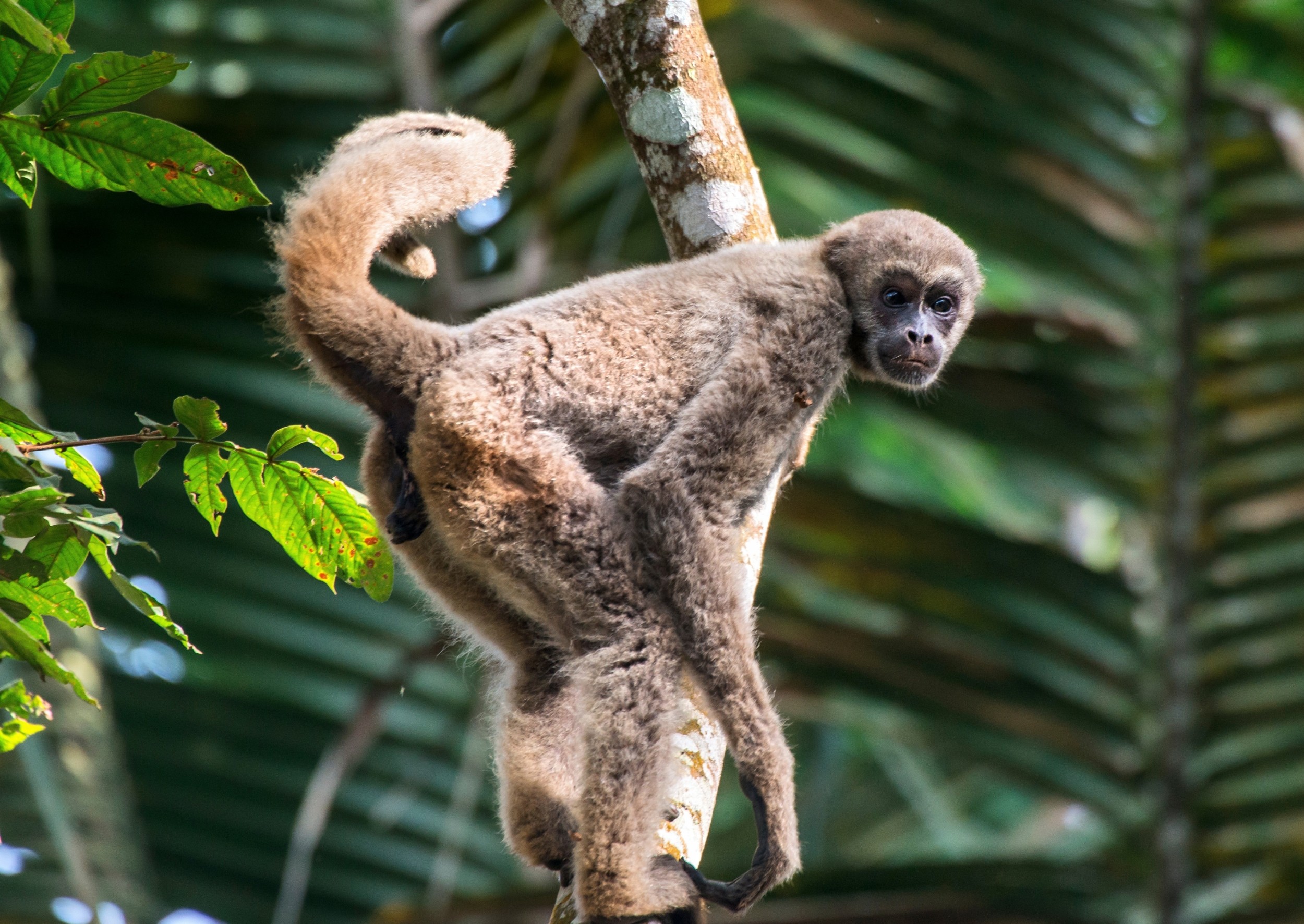 Muriqui monkeys will struggle to survive as their forests disappear ...