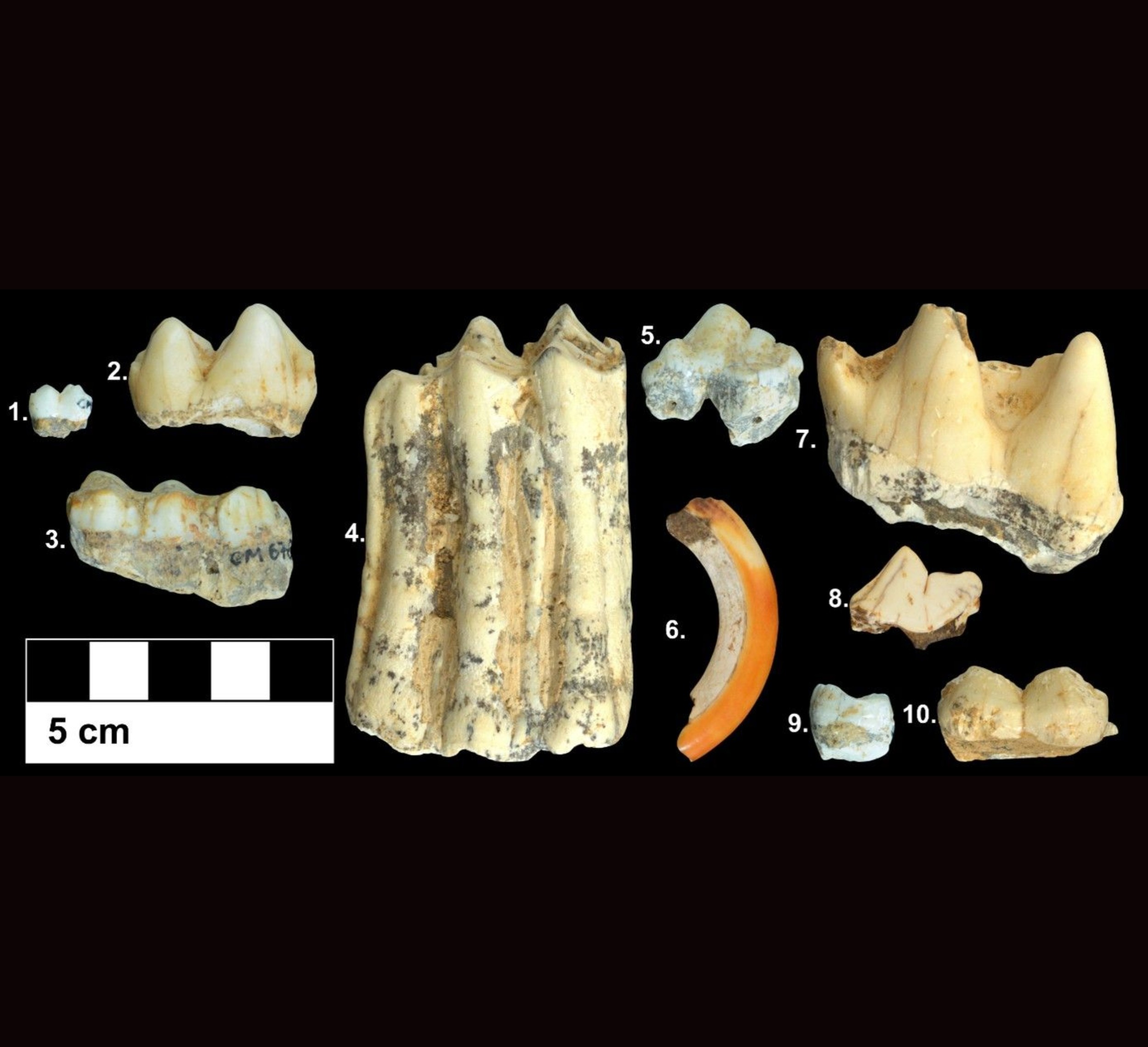 Ancient teeth reveal why some animals survived climate change - Earth.com