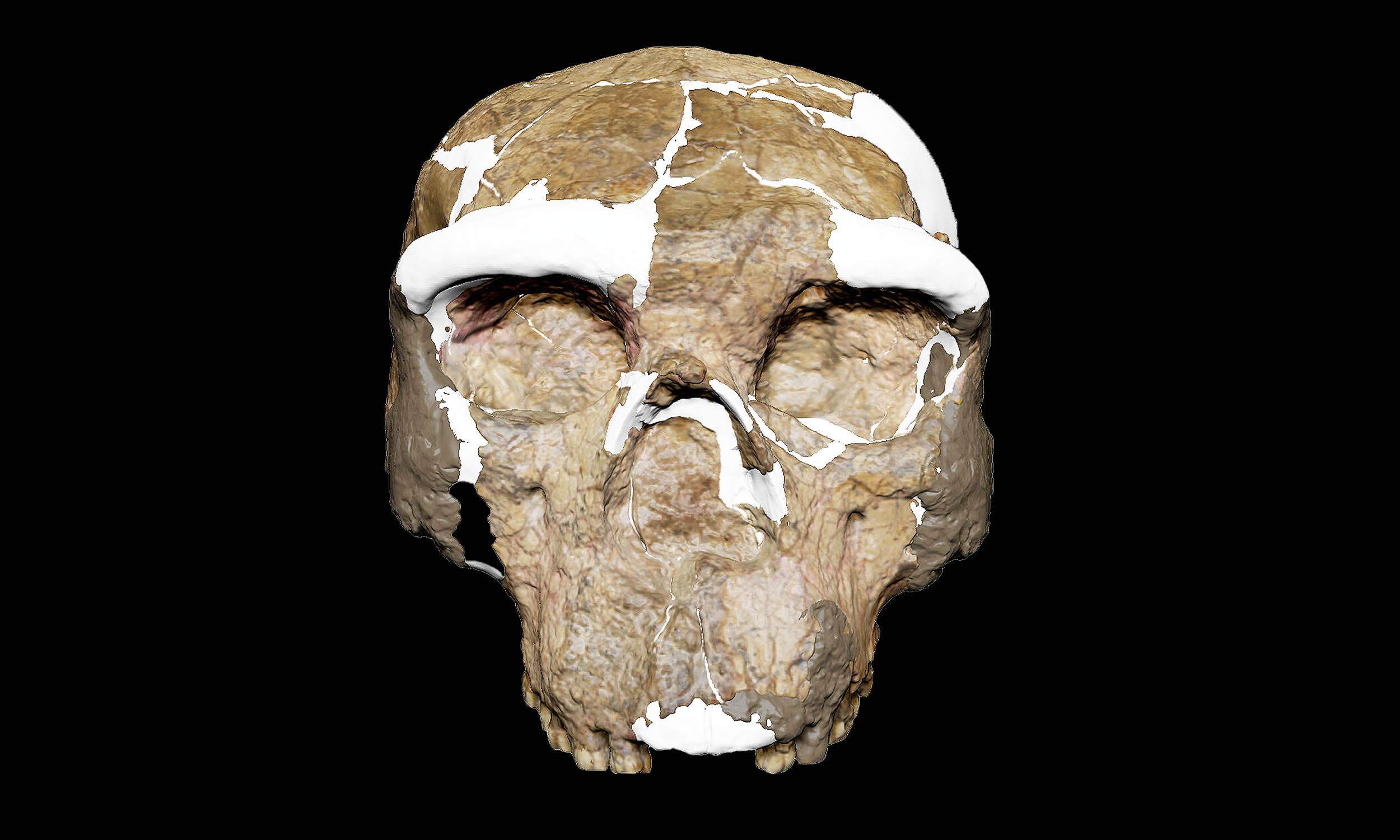 1-million-year-old skull dramatically changes the human timeline ...