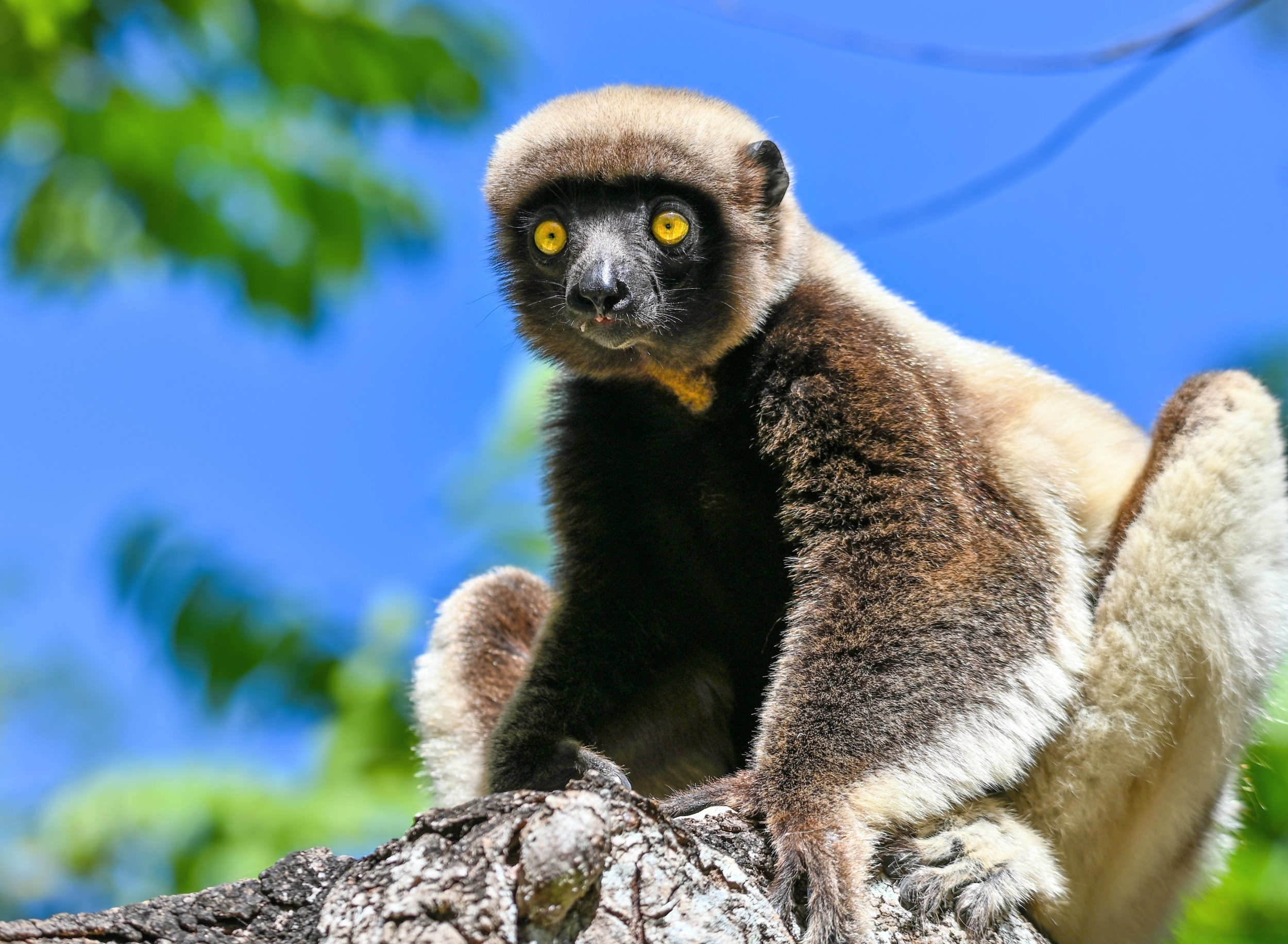 Humans are pushing life on Earth toward the next mass extinction ...