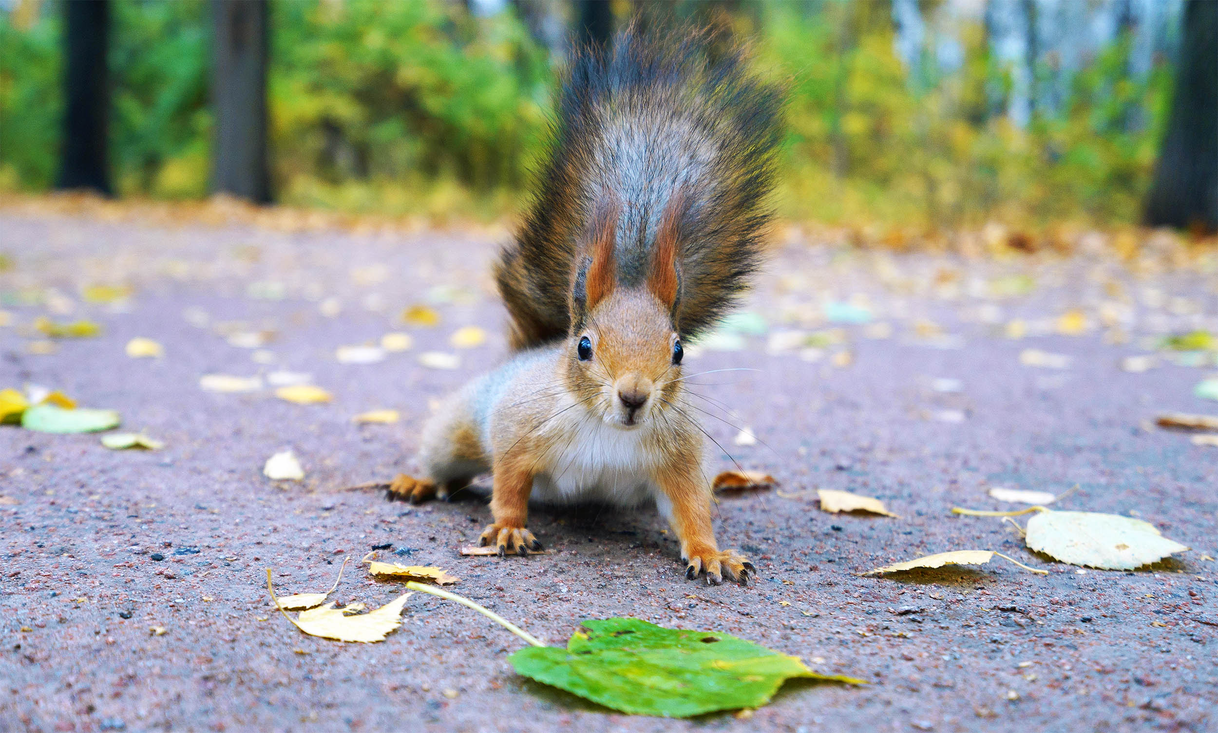 Squirrels like to hang out on roads and streets, now we know why ...