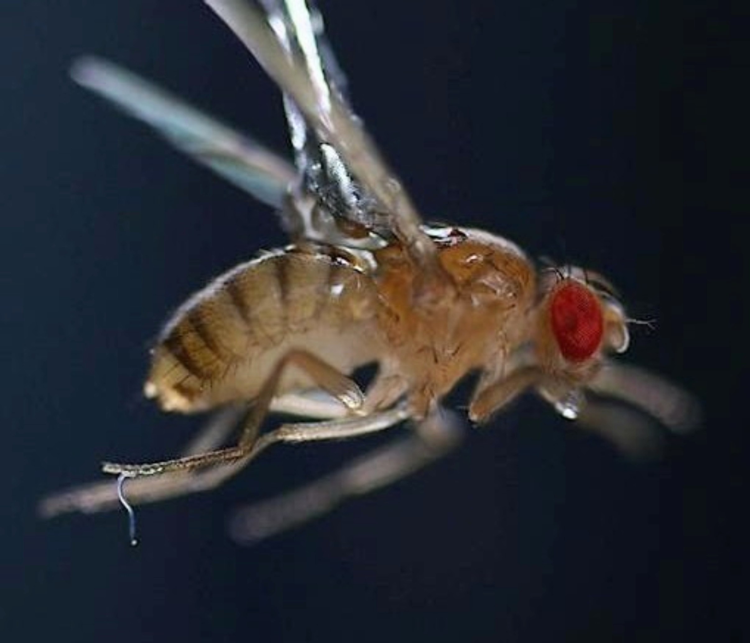 How tiny worms leap through the air to catch their prey - Earth.com