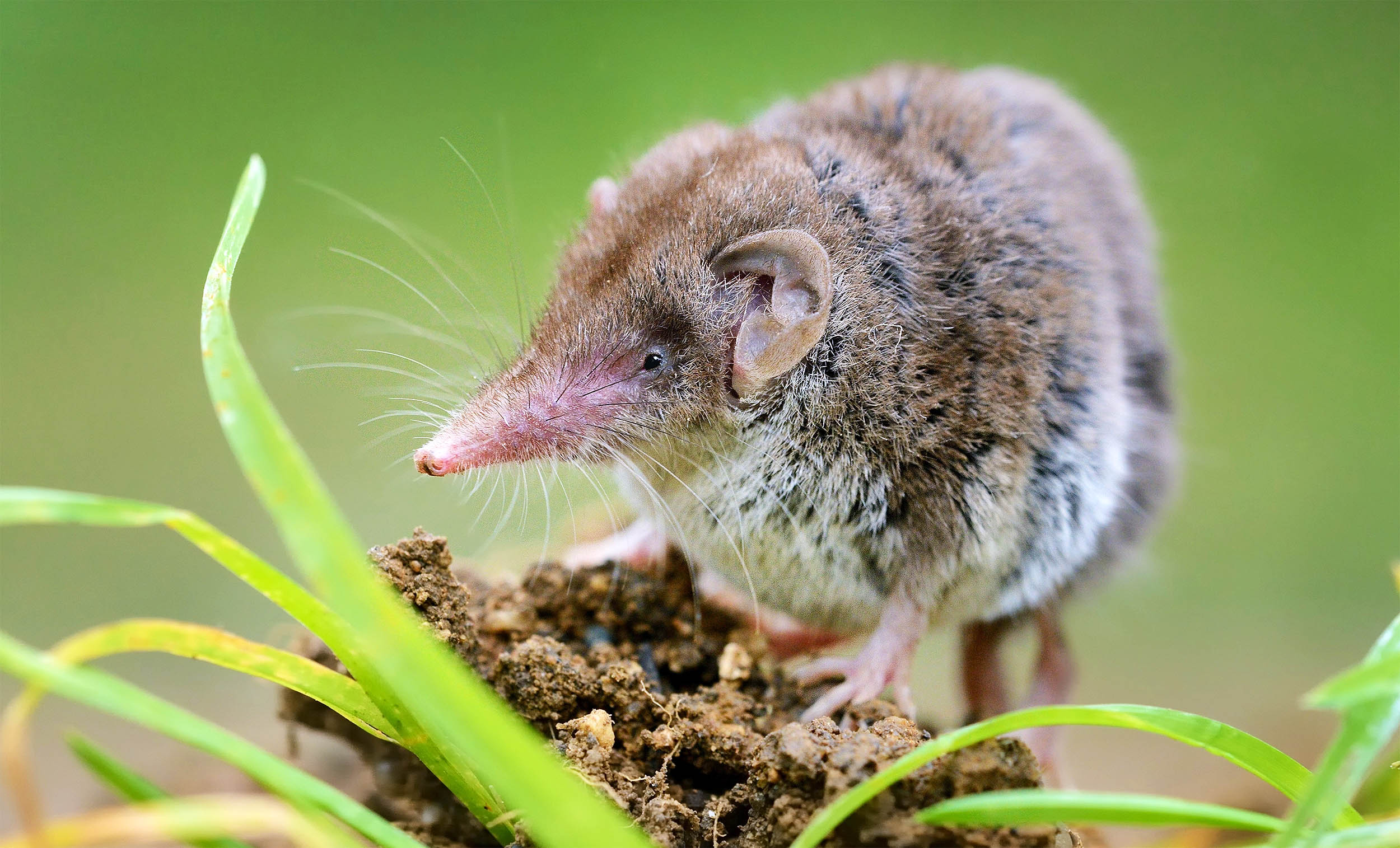 Confirmation that the last Australian shrew has disappeared forever ...