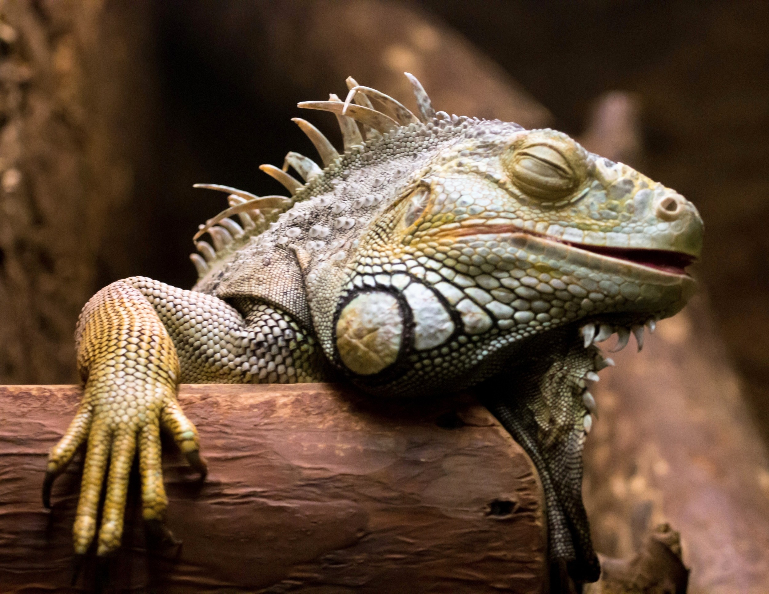 National Reptile Awareness Day: Honoring the ancient survivors - Earth.com