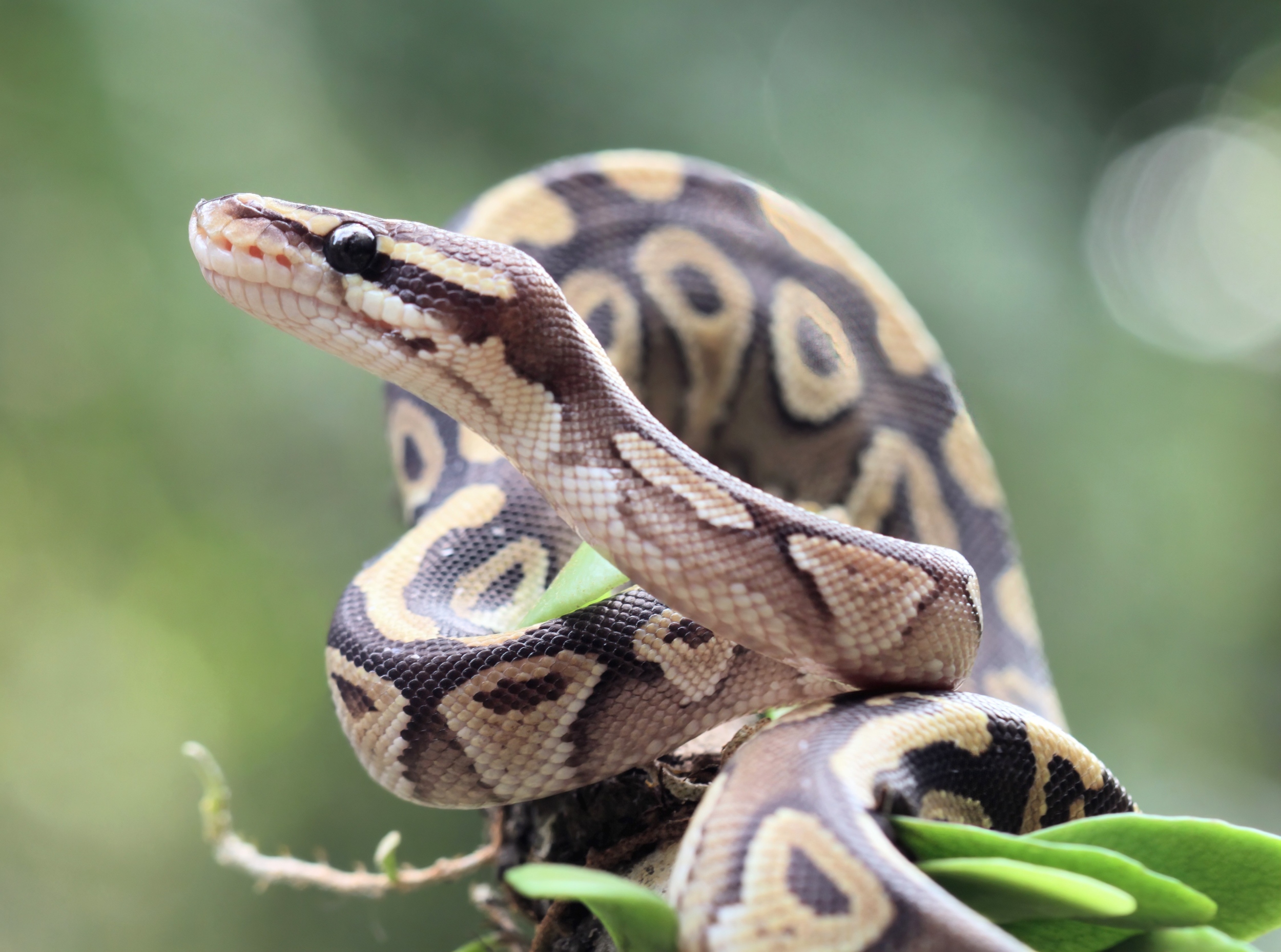Why reptiles may soon become top priority for conservation efforts ...