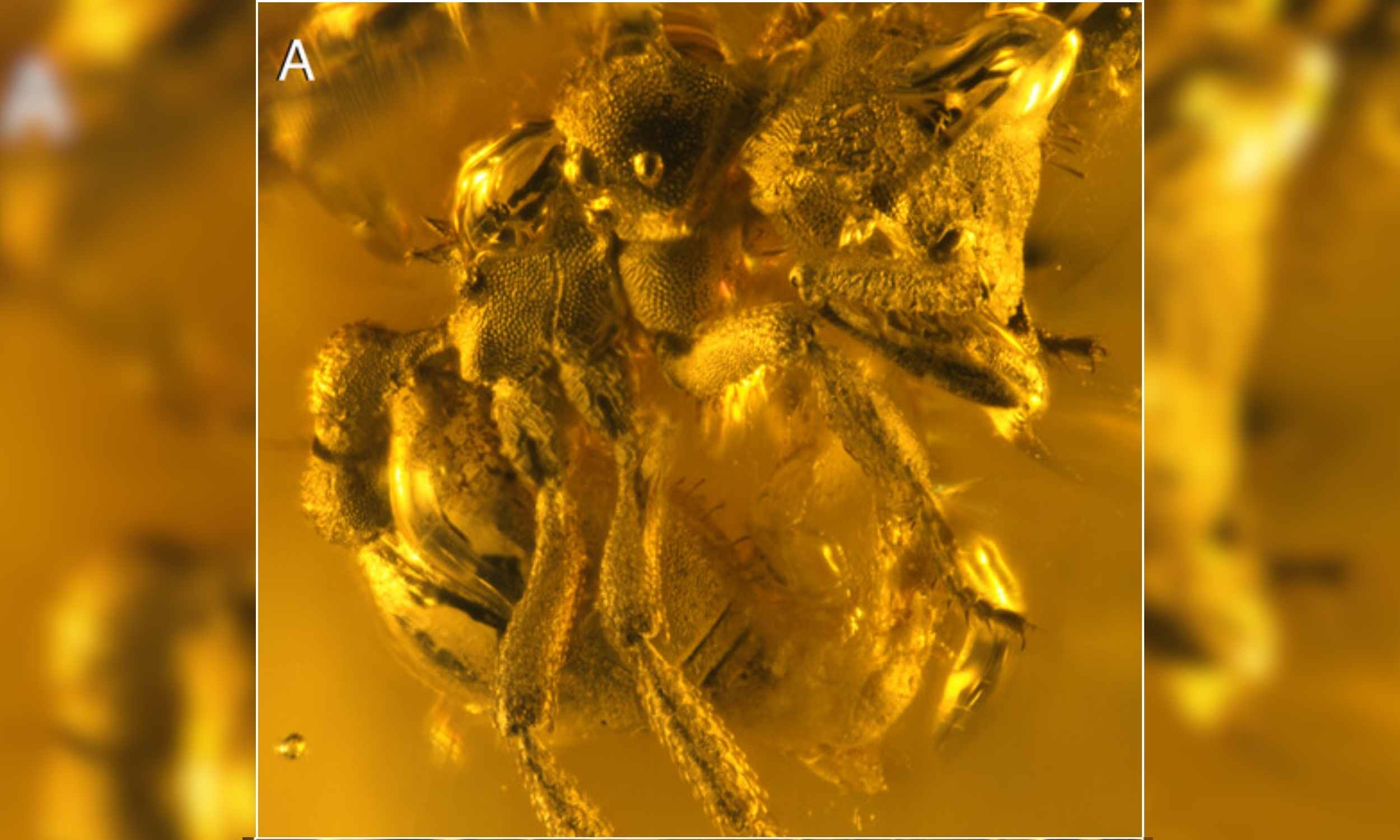 Ant fossil found is so rare they compare it to finding a diamond ...