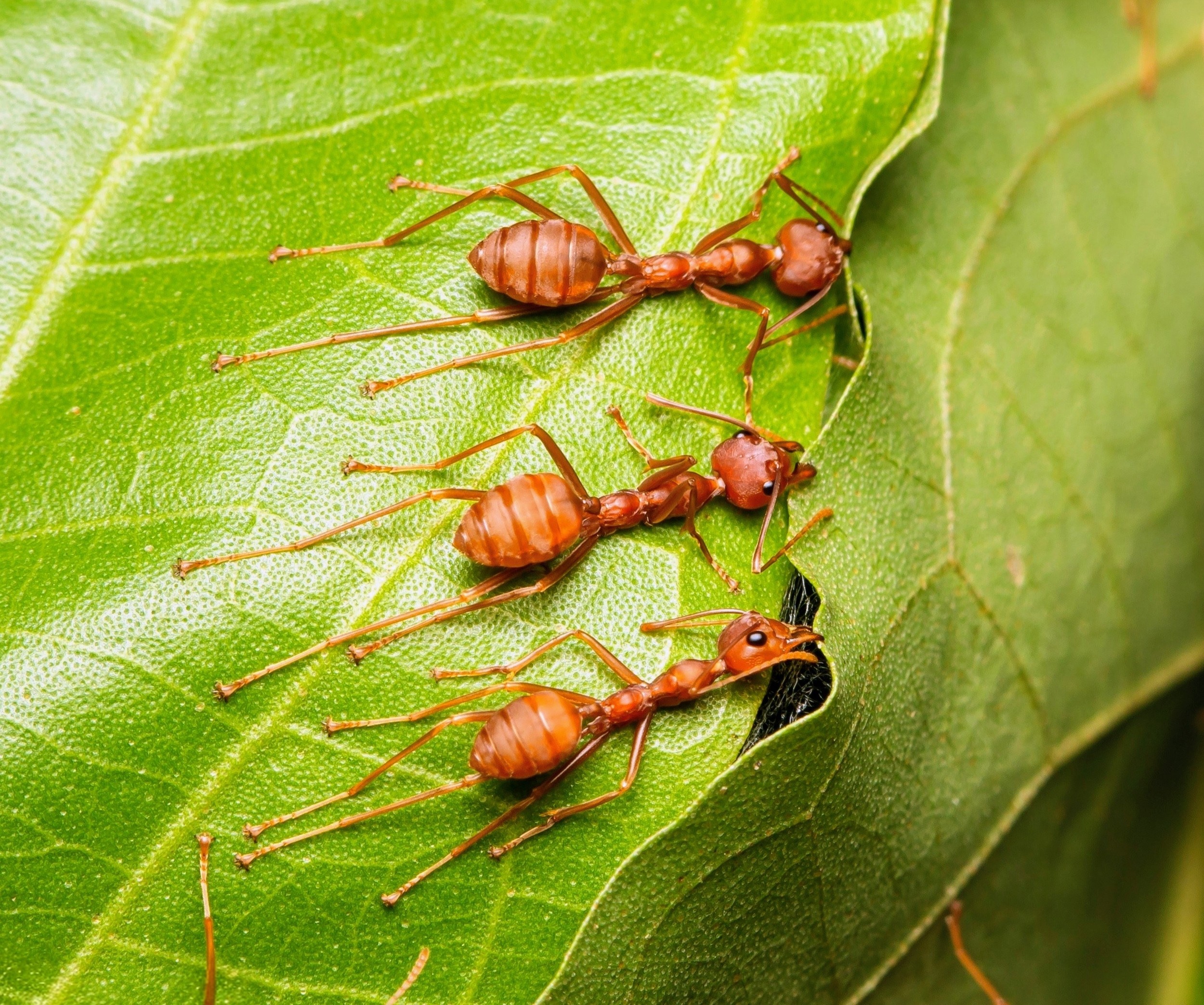 Ants use a gene ‘bulldozer’ to control chaos and stay coordinated ...