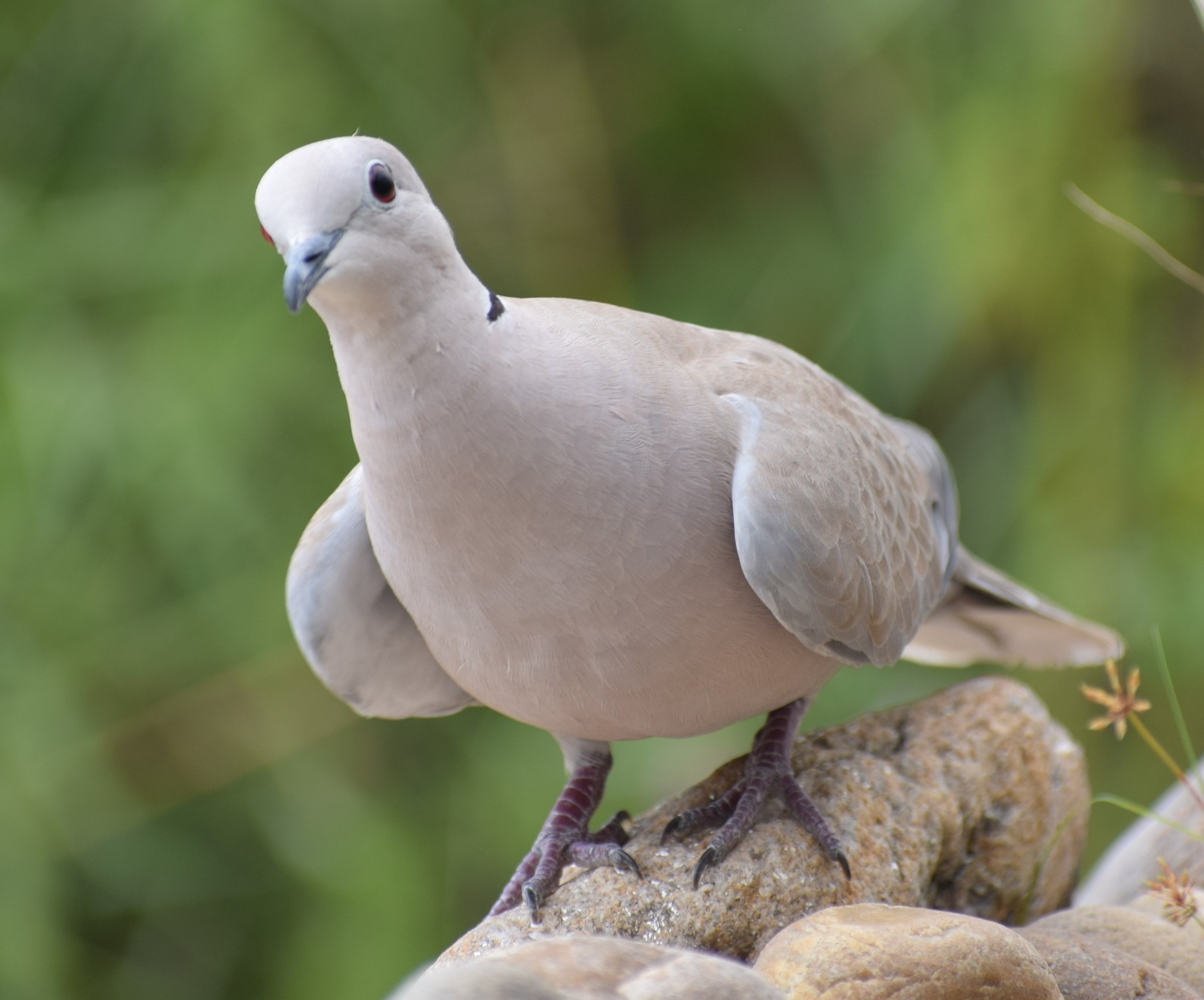 Animals fall for optical illusions too - just not the way humans do ...