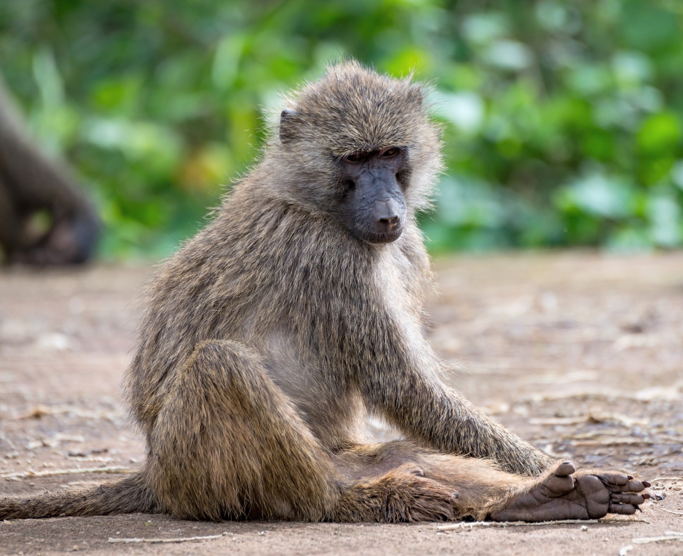 Baboons share food based on the strength of their friendships - Earth.com