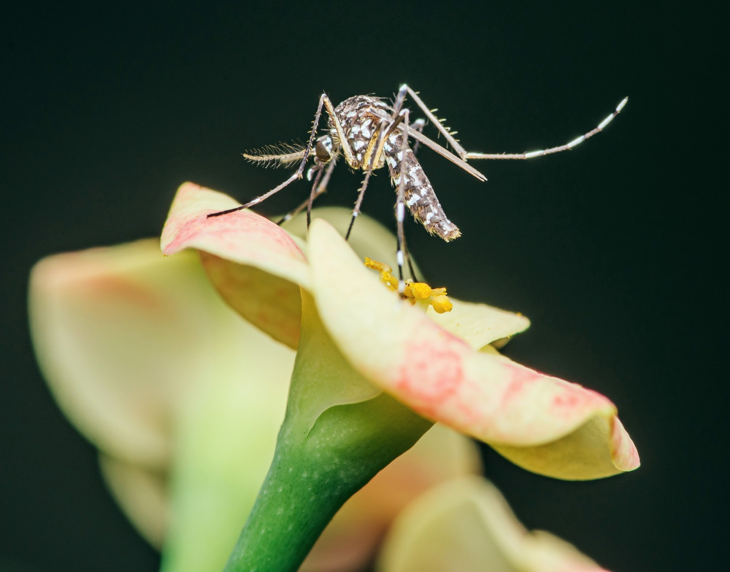 Fungus that smells like flowers could help wipe out mosquitoes - Earth.com
