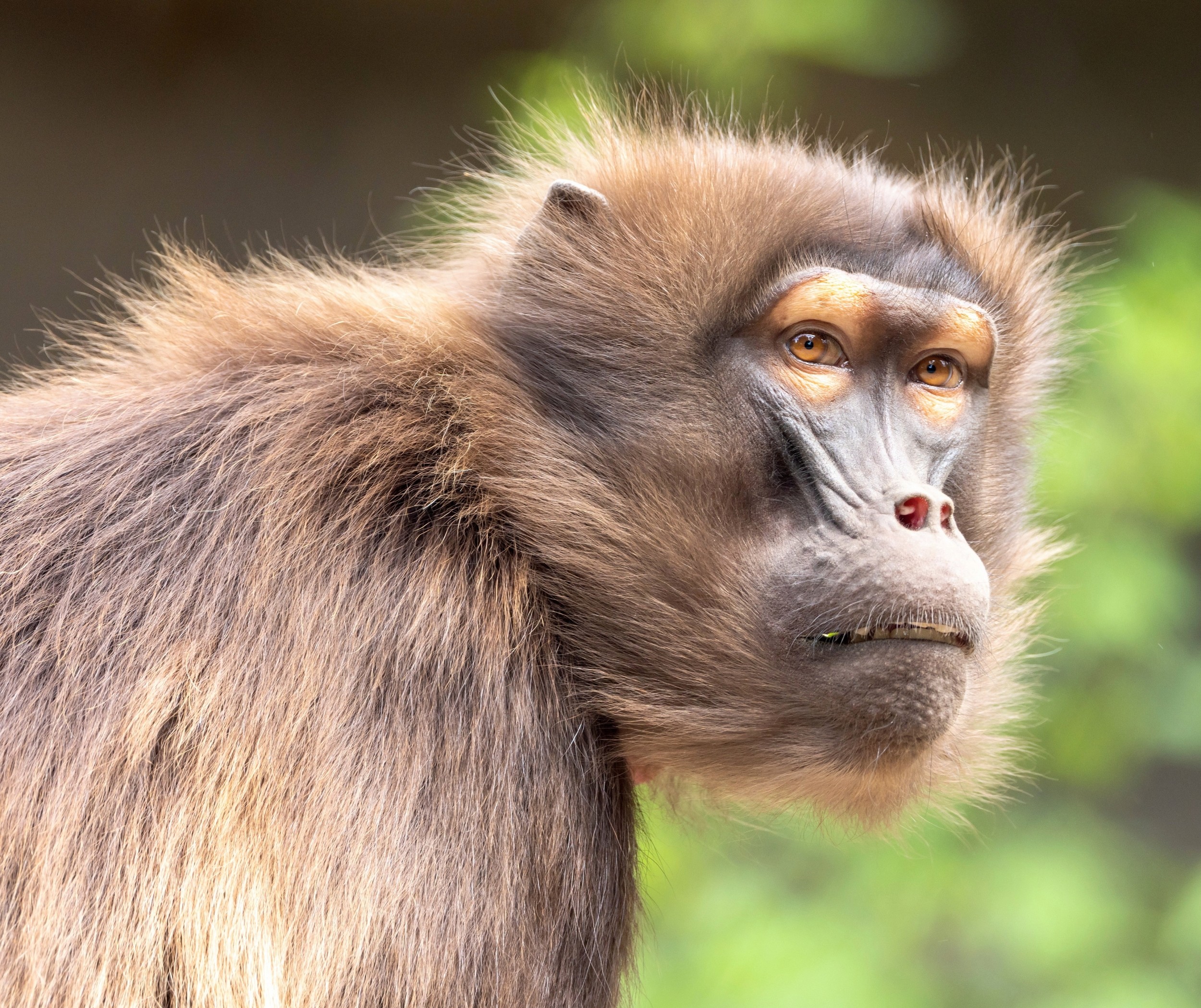 Are we witnessing Earth's sixth mass extinction? - Earth.com