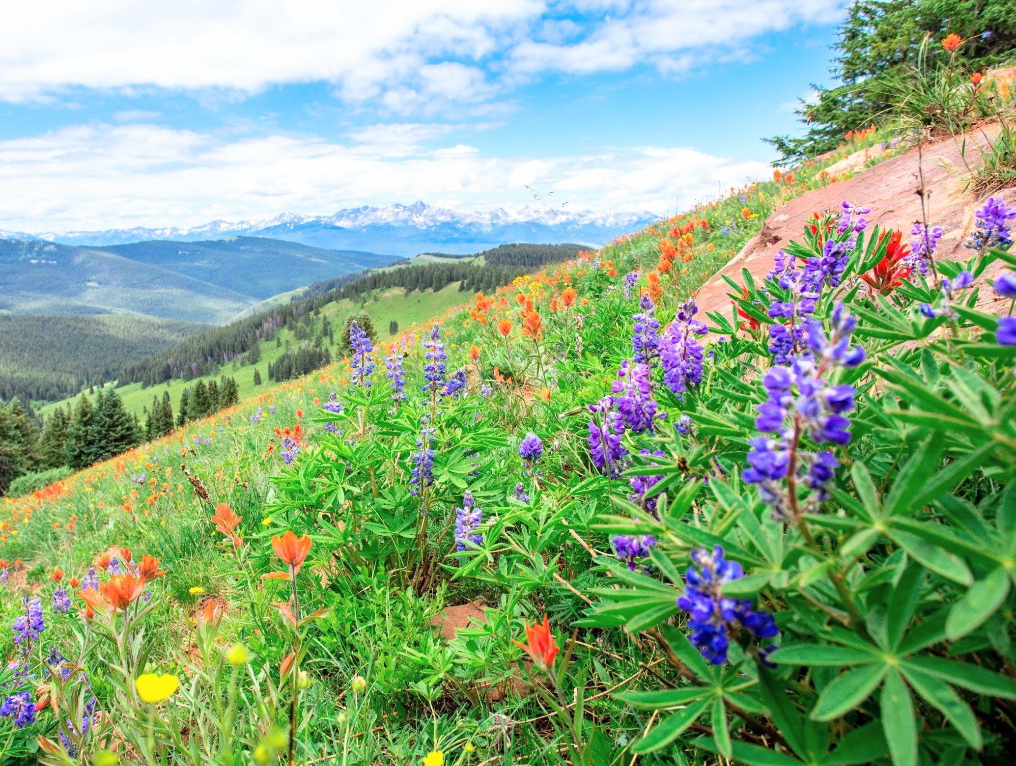 Warming climate is pushing alpine flowers to bloom early - Earth.com