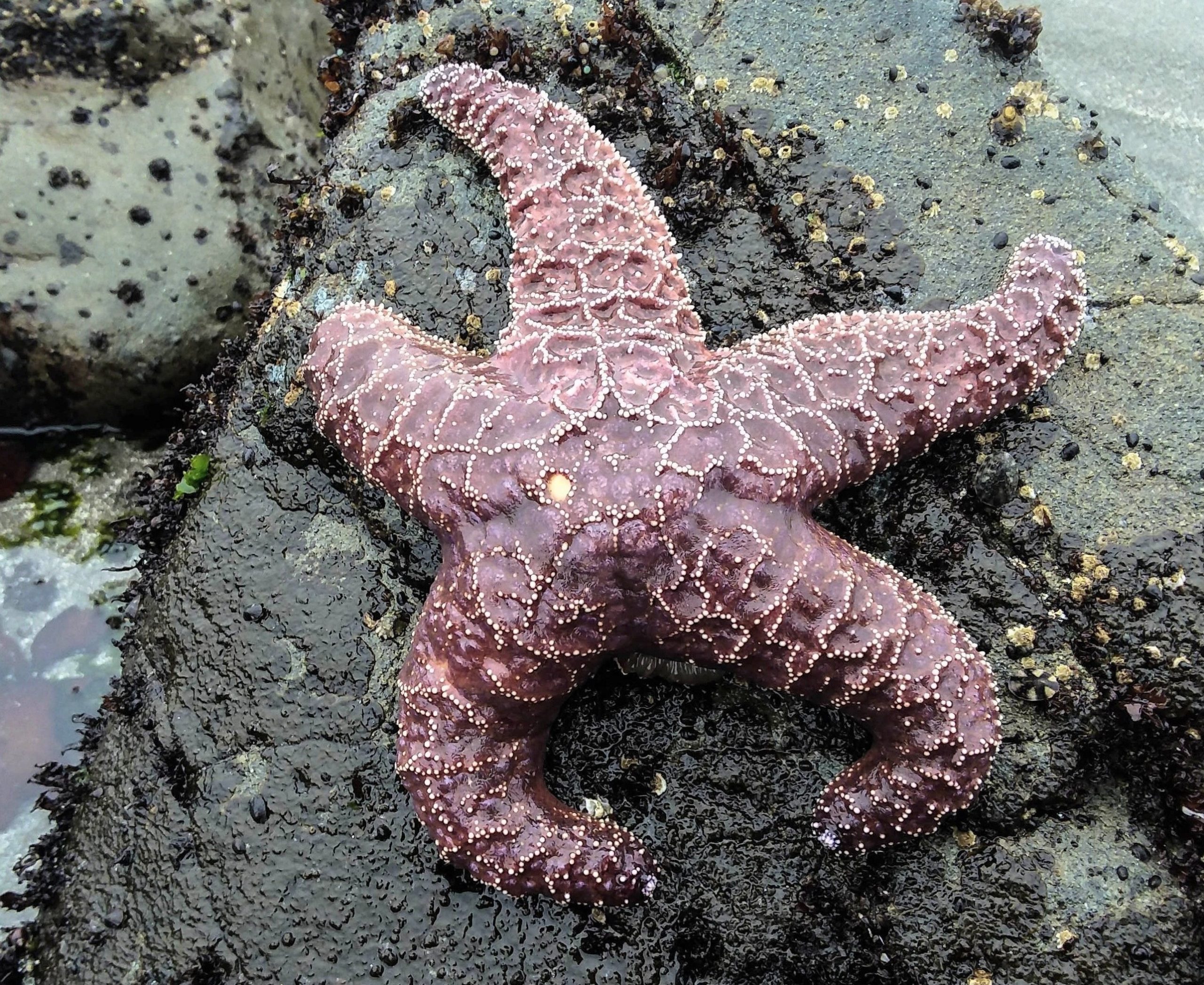 Sea stars rebound in a mysterious 'baby boom' after deadly disease ...