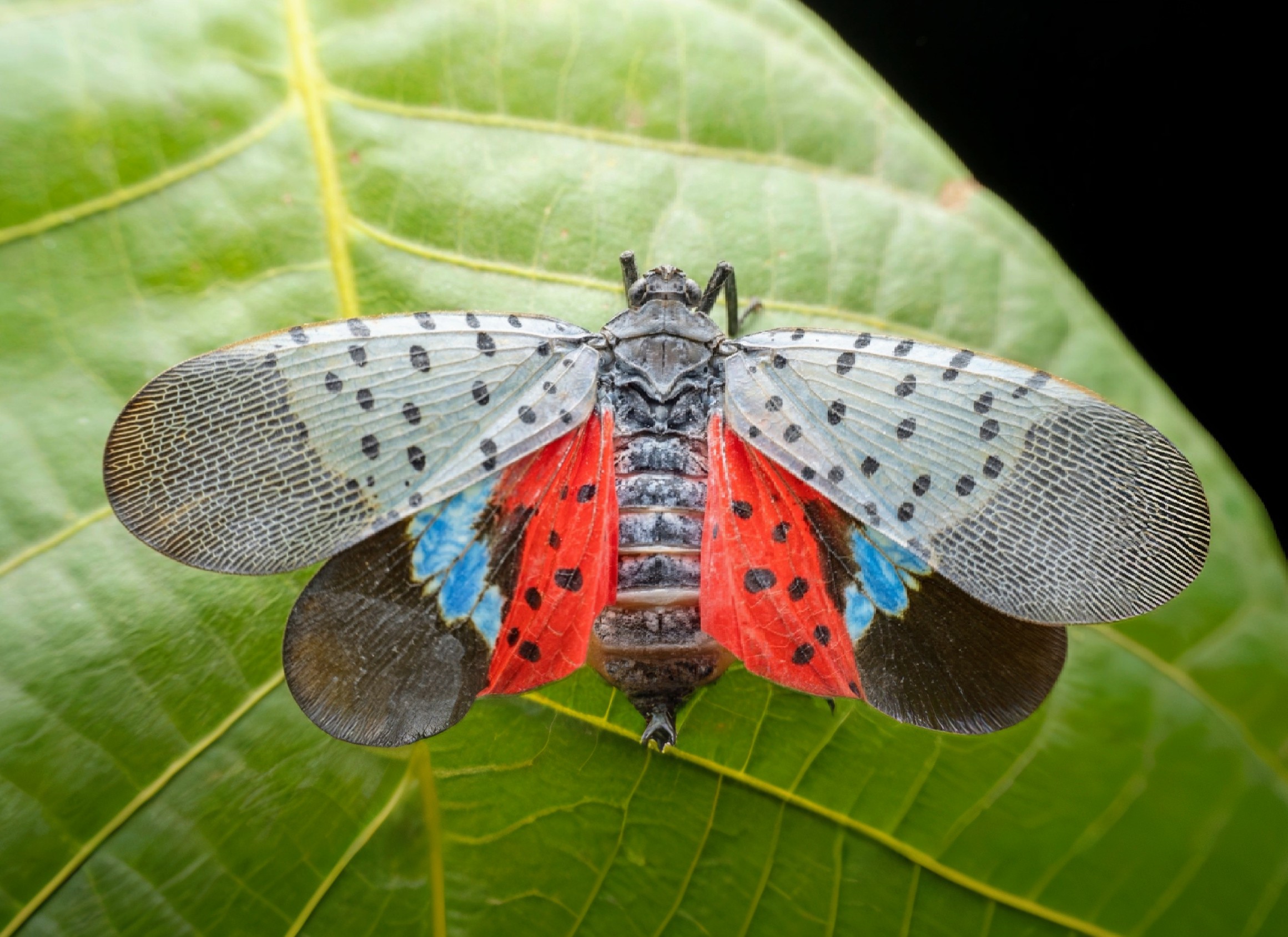 Lanternflies use a 'toxic shield' to avoid hungry birds - Earth.com