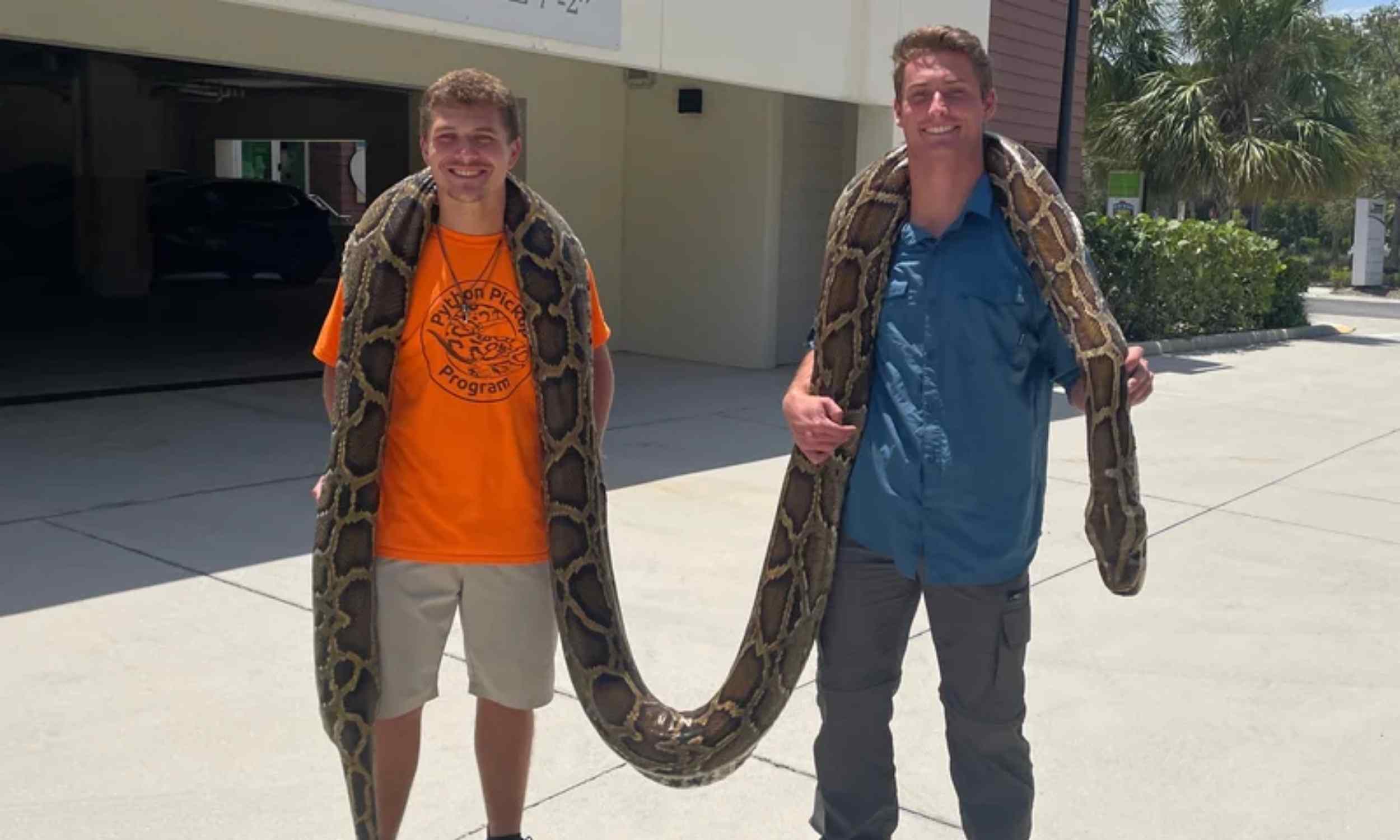 Burmese python as long as an adult giraffe is captured in Florida ...