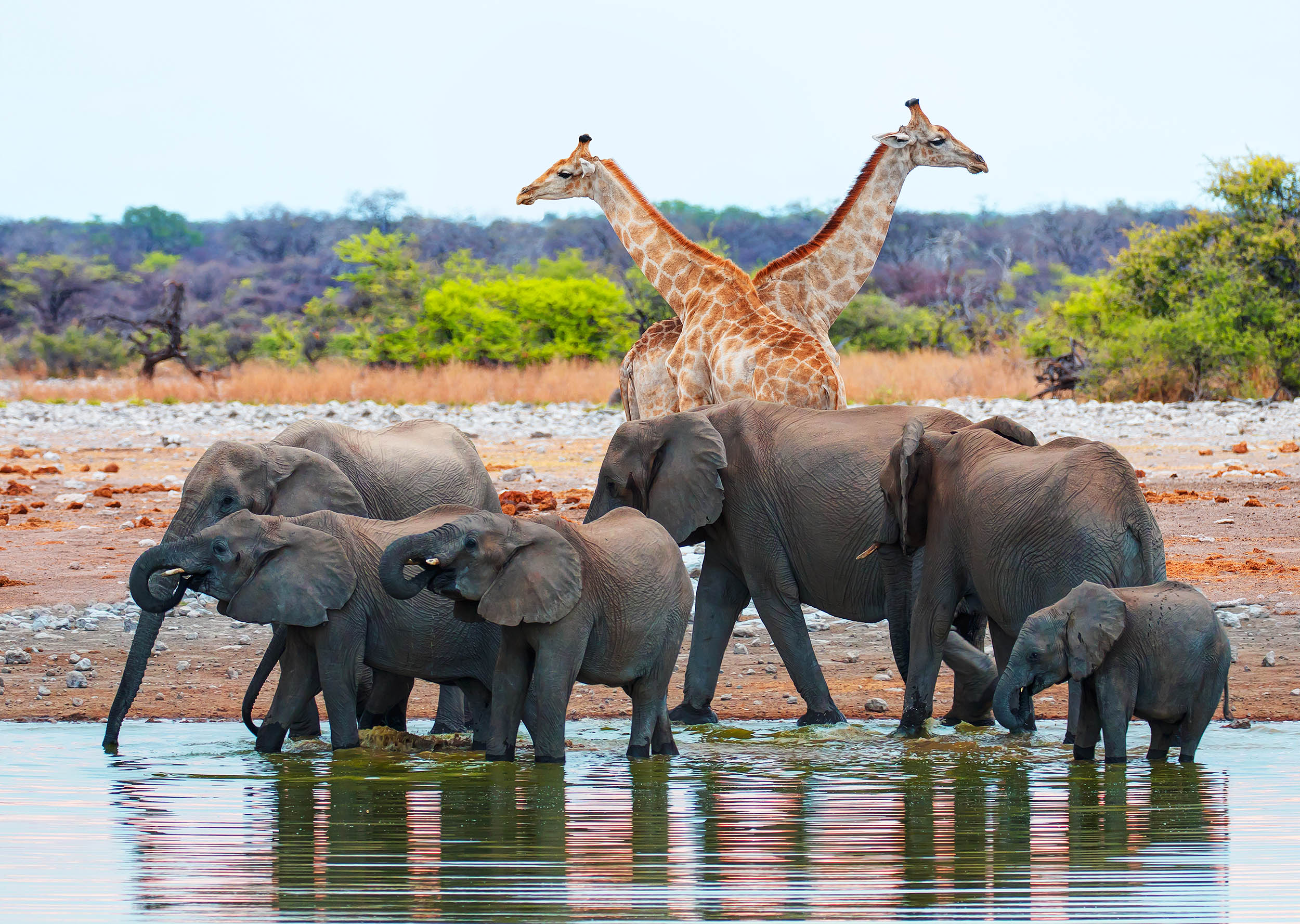 Africa's natural wildlife "power" has nearly collapsed - Earth.com