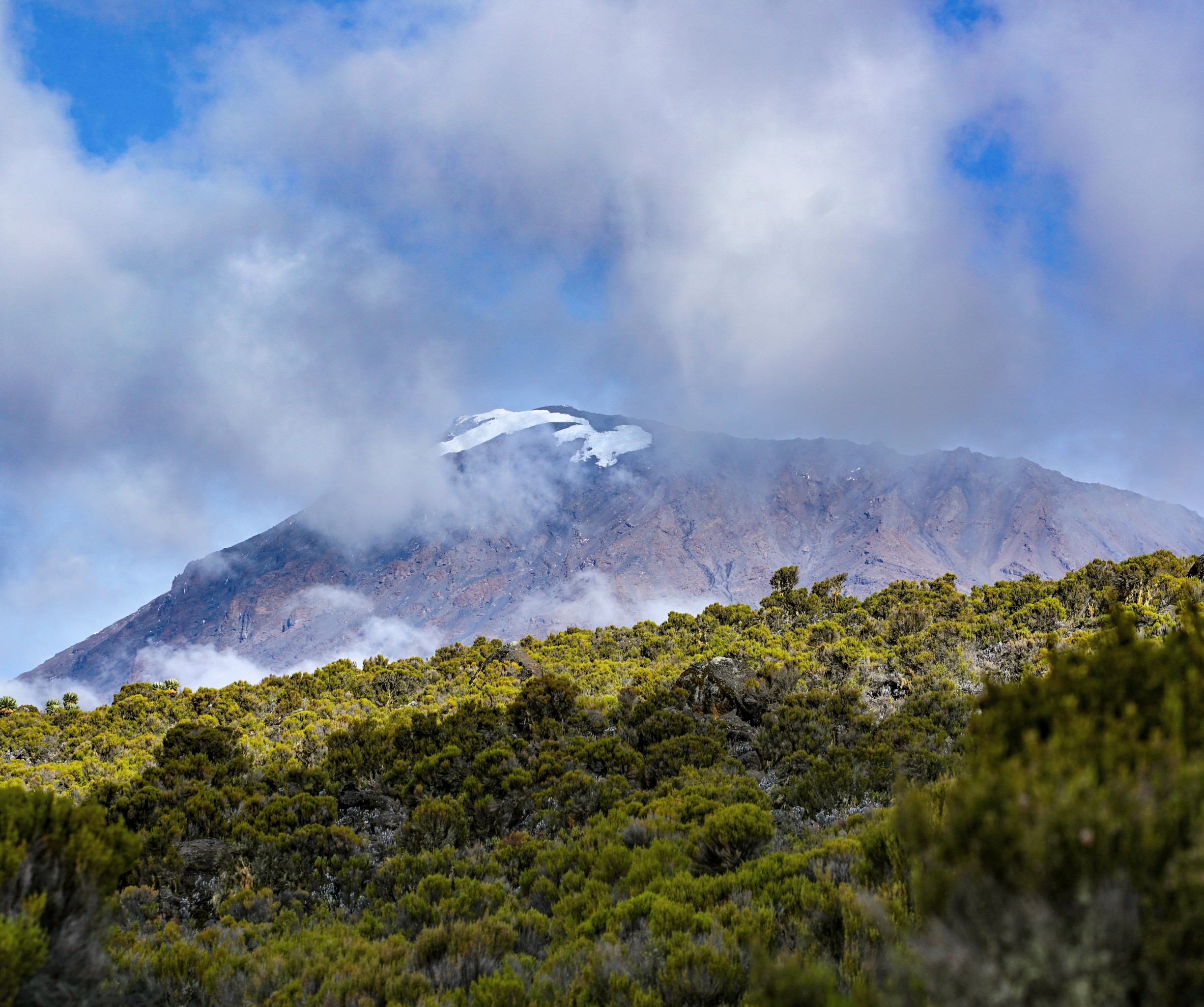 Mount Kilimanjaro is losing its native plants - but why? - Earth.com