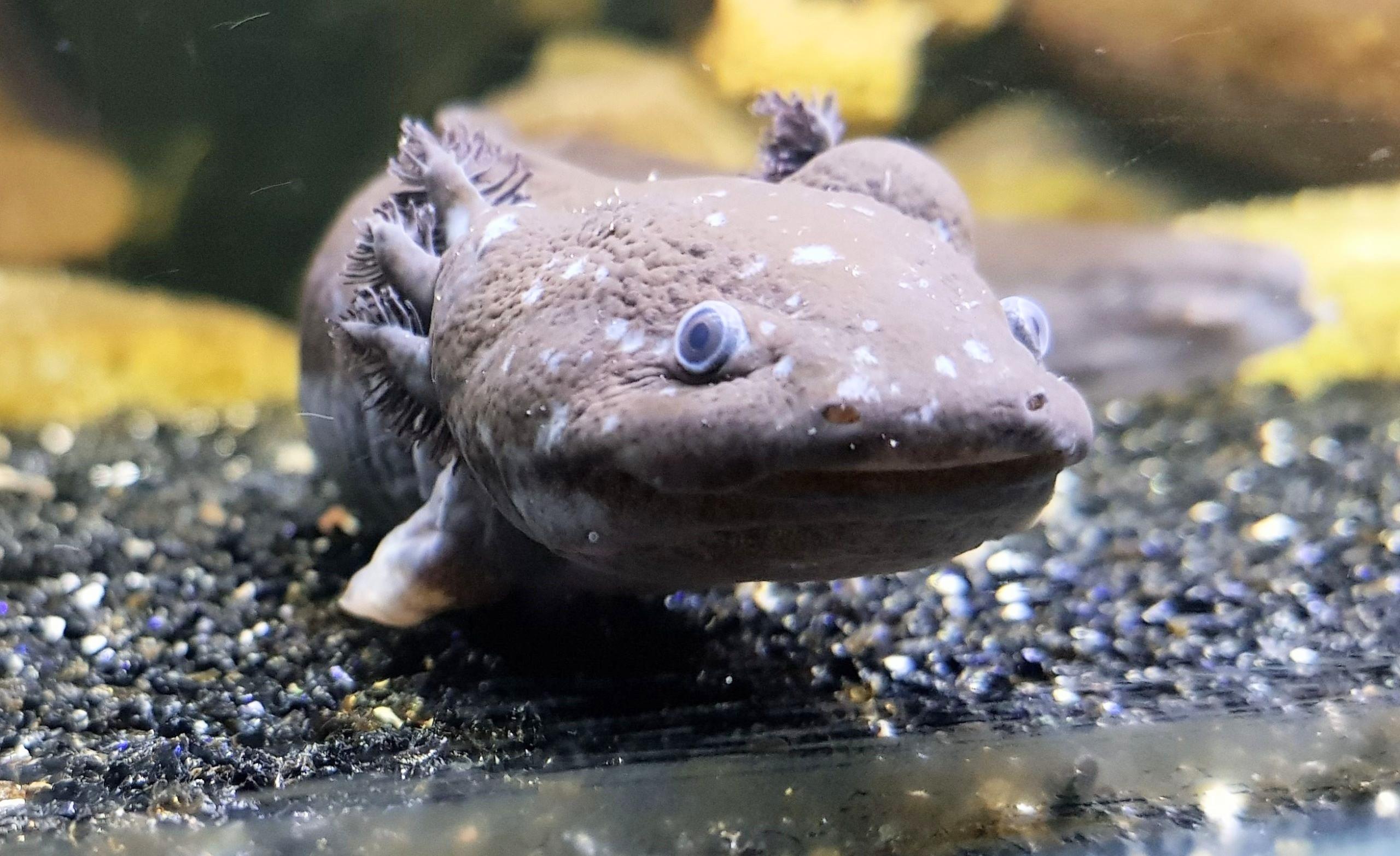 Fight or flight: How salamanders regrow body parts - Earth.com