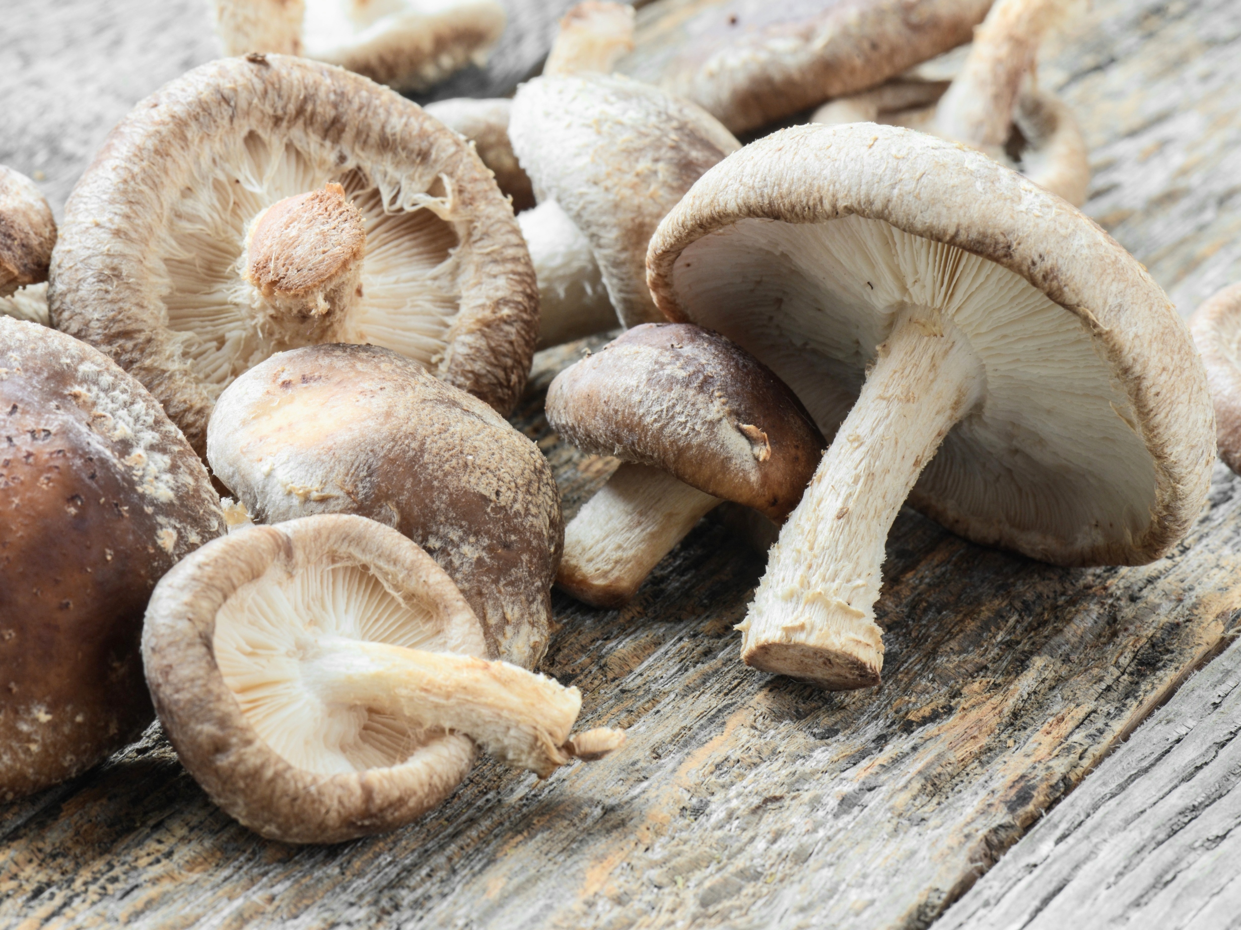 Edible mushrooms may be the computer chips of the future - Earth.com