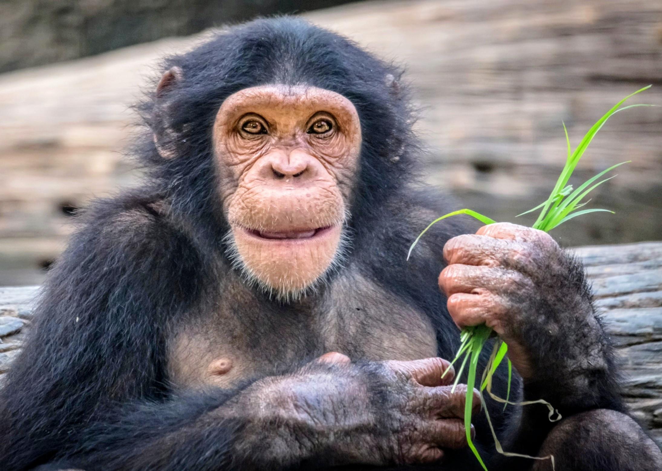 Chimps can reason and rethink their choices, just like humans - Earth.com