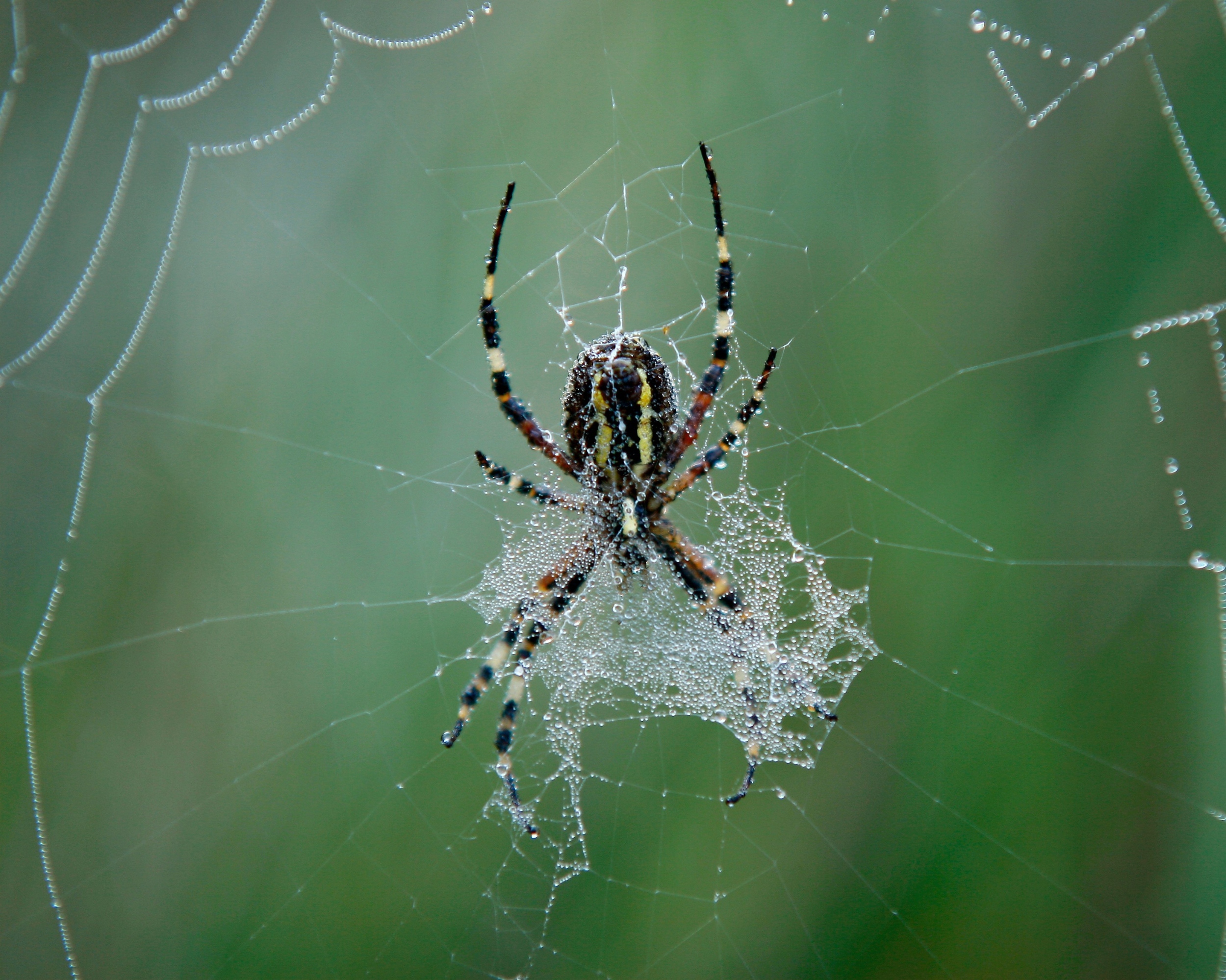 Spiders use web decorations to detect prey more easily - Earth.com