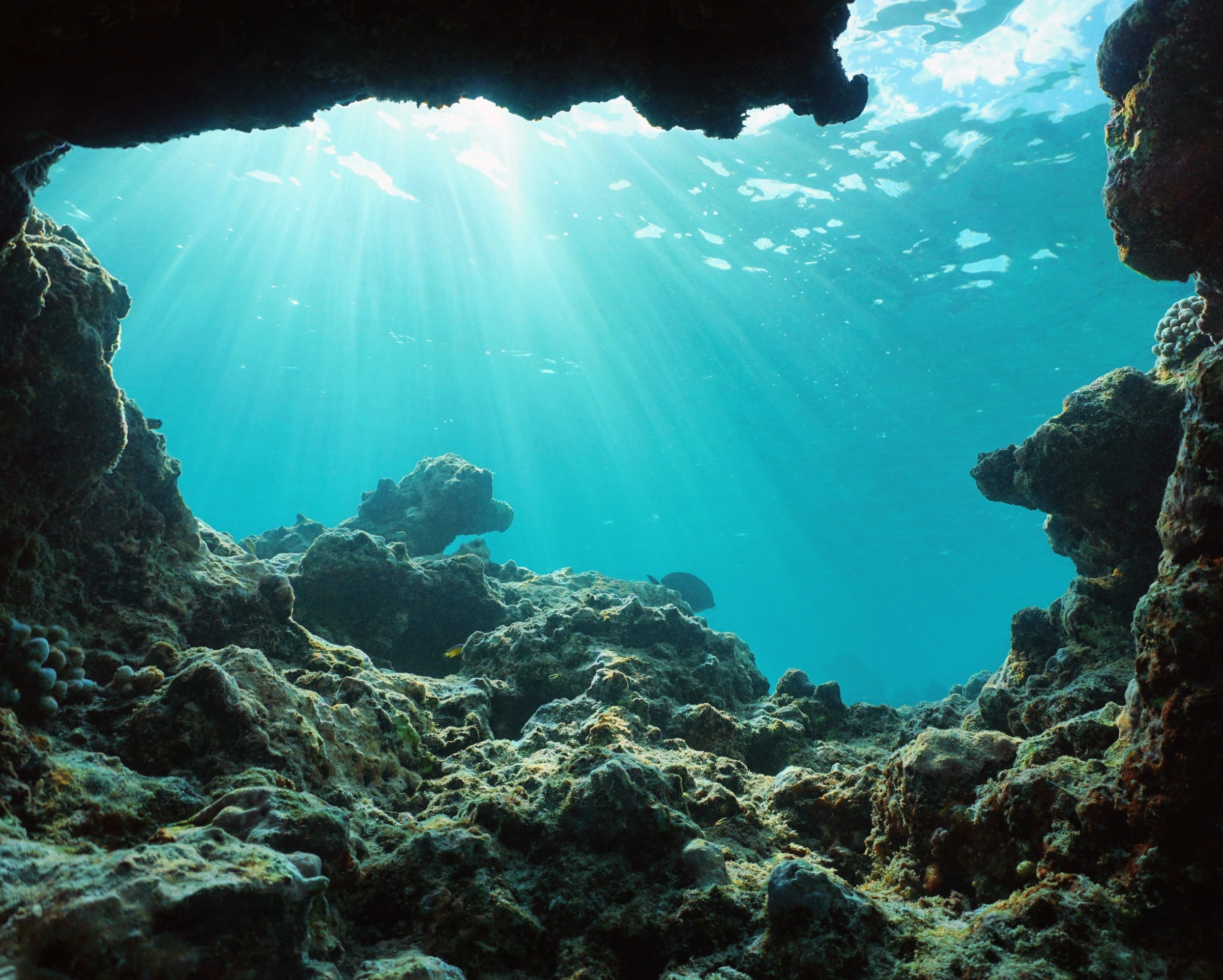 How ocean microbes are secretly contributing to global warming - Earth.com