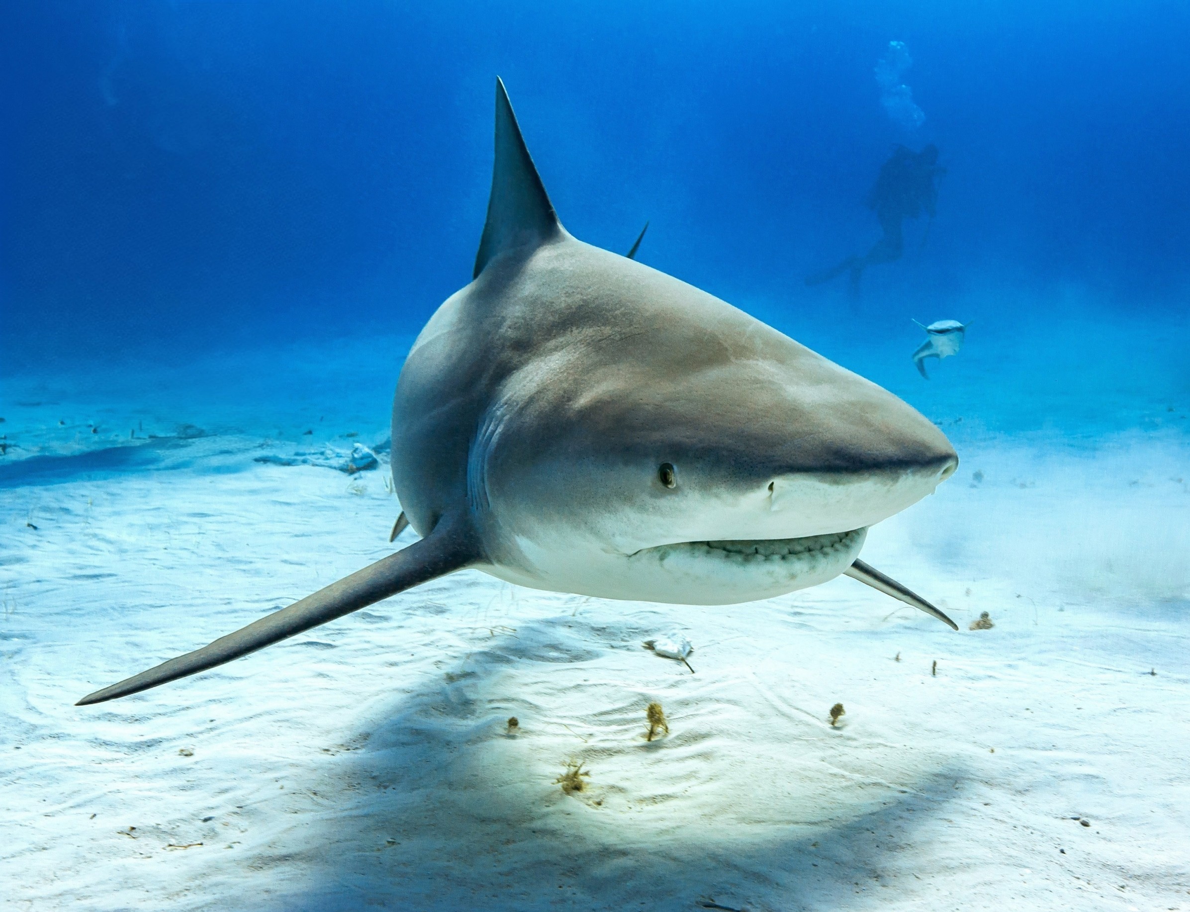 Rare sharks are vanishing fast - can they still be saved? - Earth.com