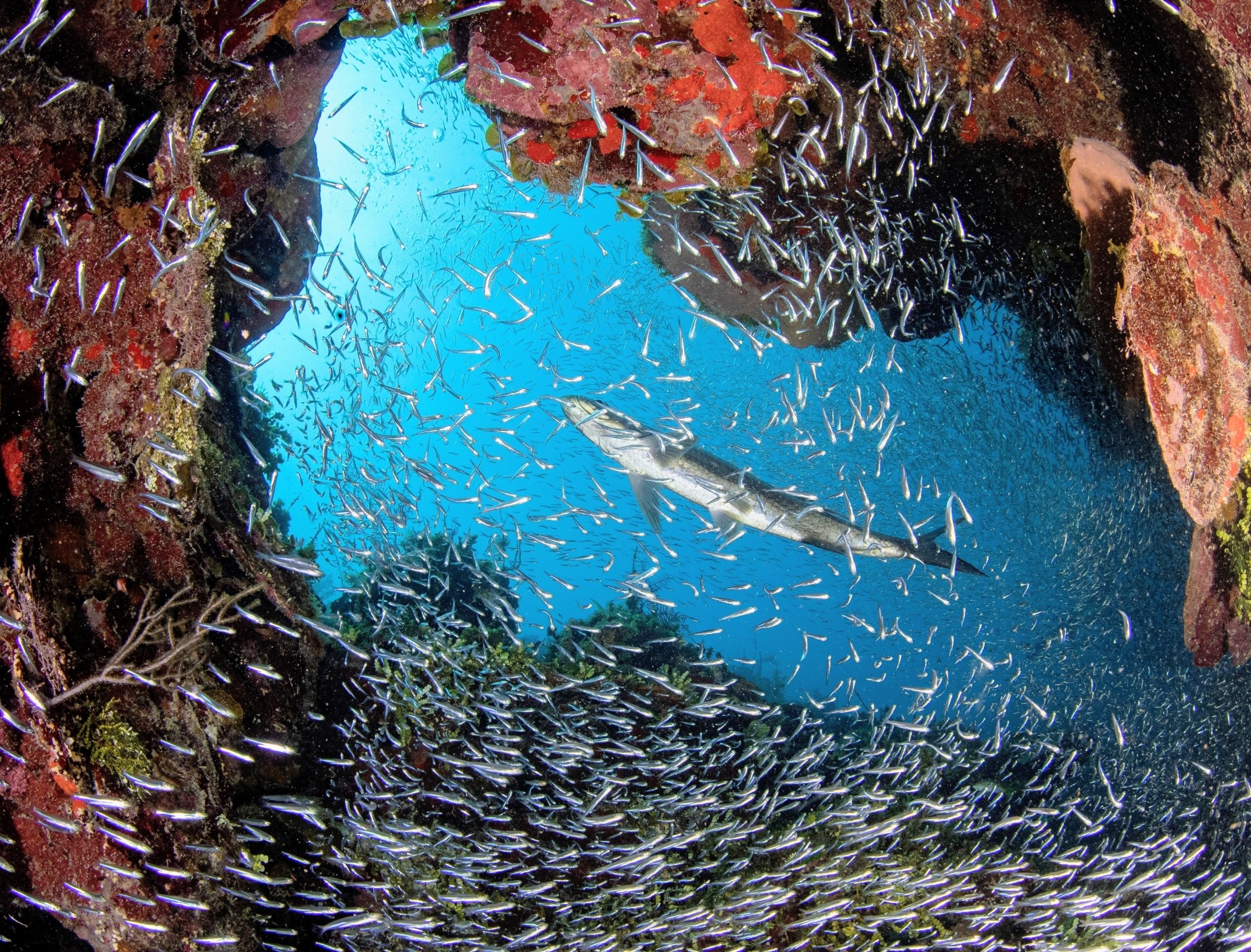 Marine DNA uncovers vast, unseen ranges of ocean life - Earth.com