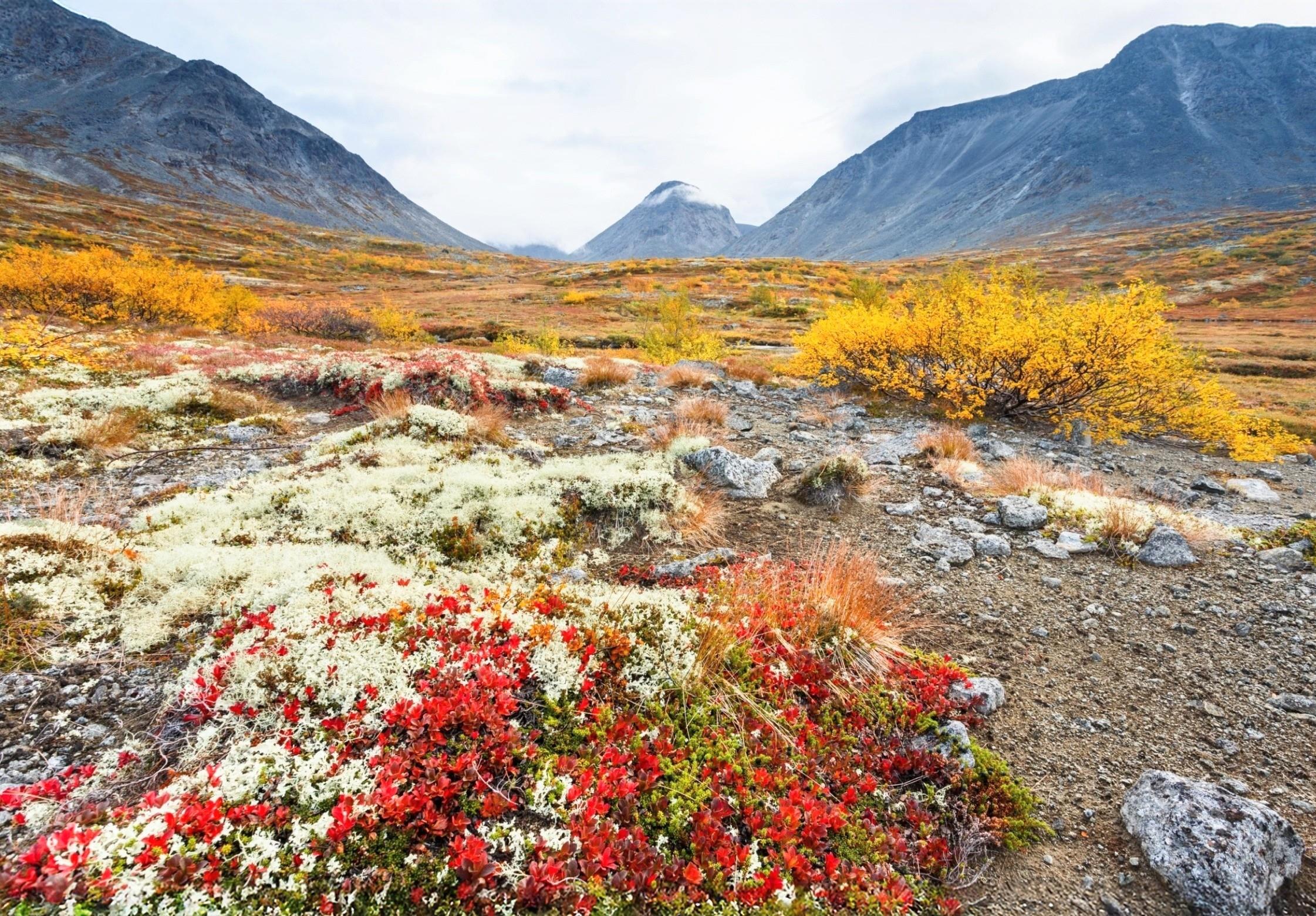 Ancient lichens paved the way for Earth’s first forests - Earth.com