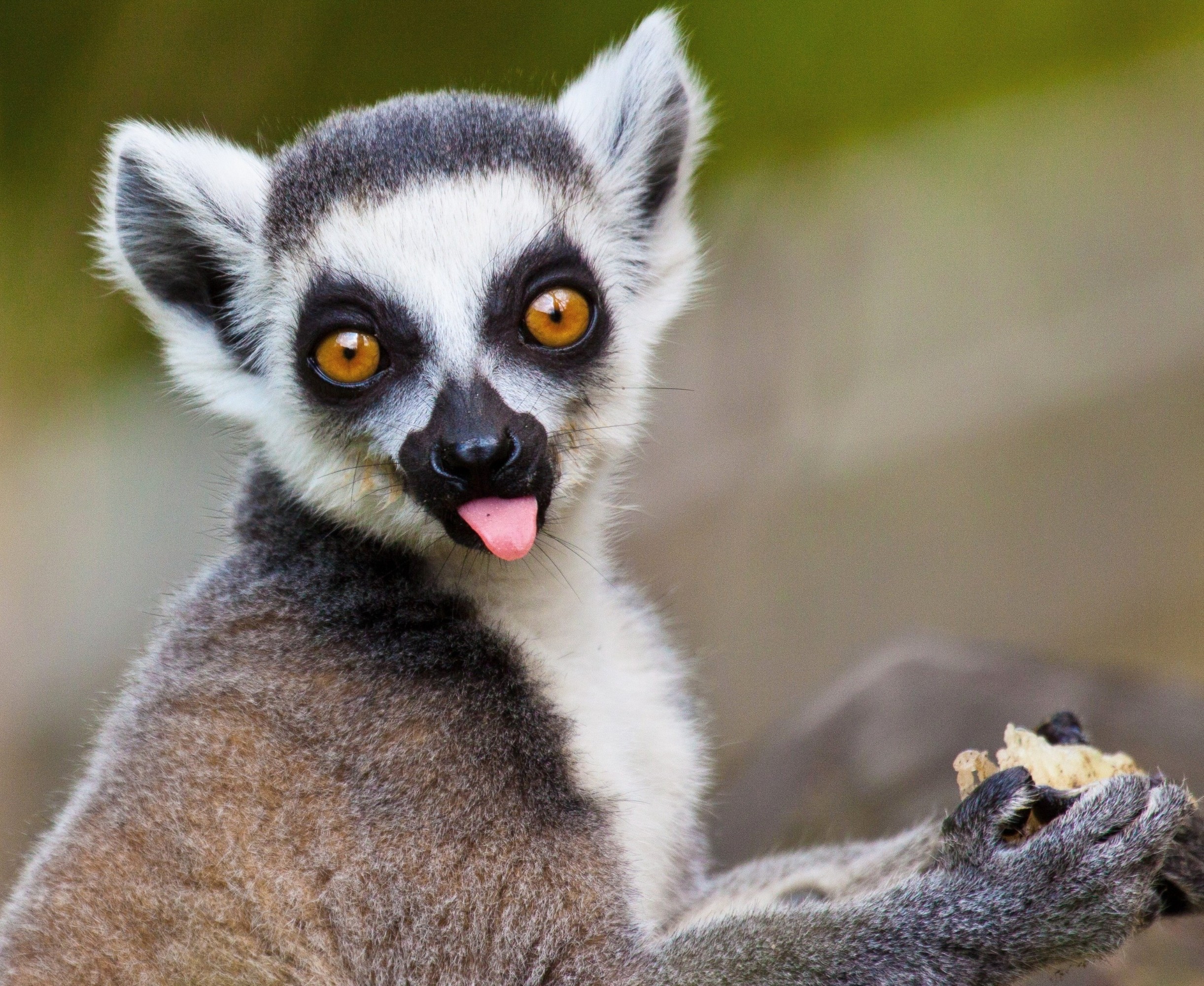 Saliva evolved in primates to fit their diets and lifestyles - Earth.com