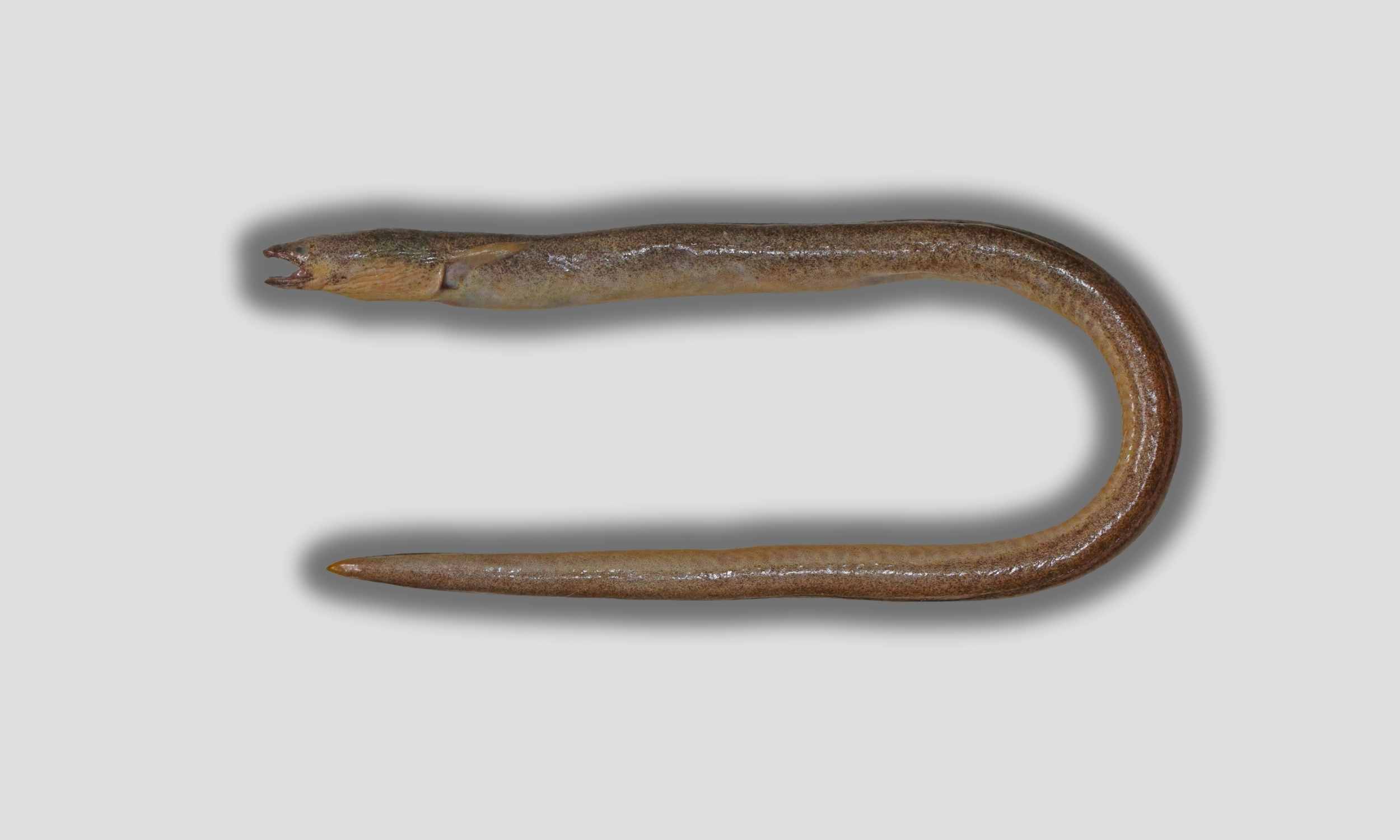 Scientists identify a new species of finless snake eel - Earth.com