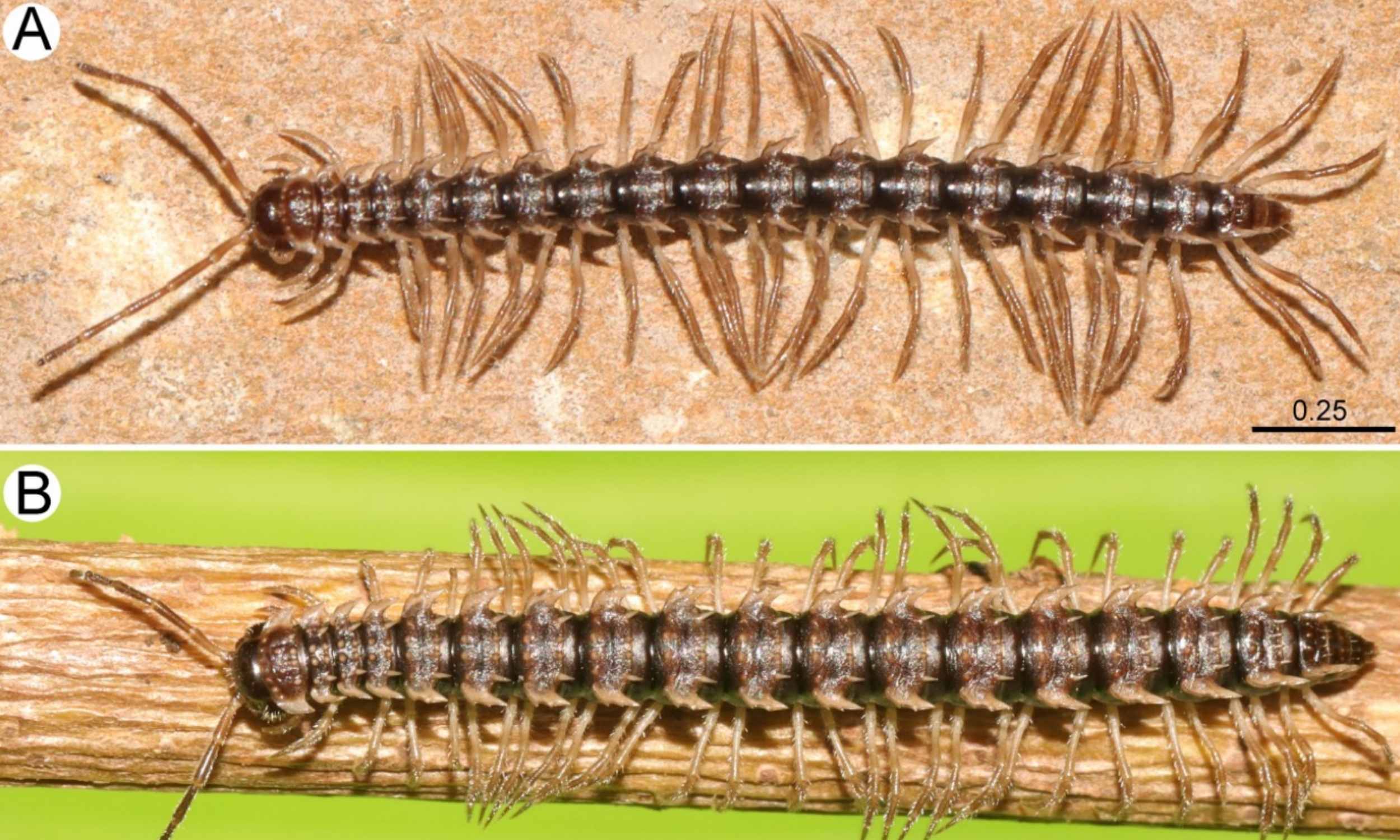 New species of 'dragon millipede' discovered in a cave - Earth.com