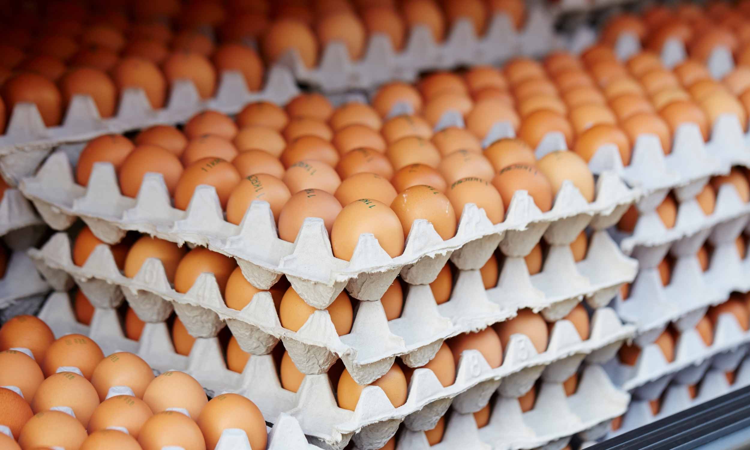 Over 6 million eggs recalled after salmonella found in U.S. plant - Earth.com