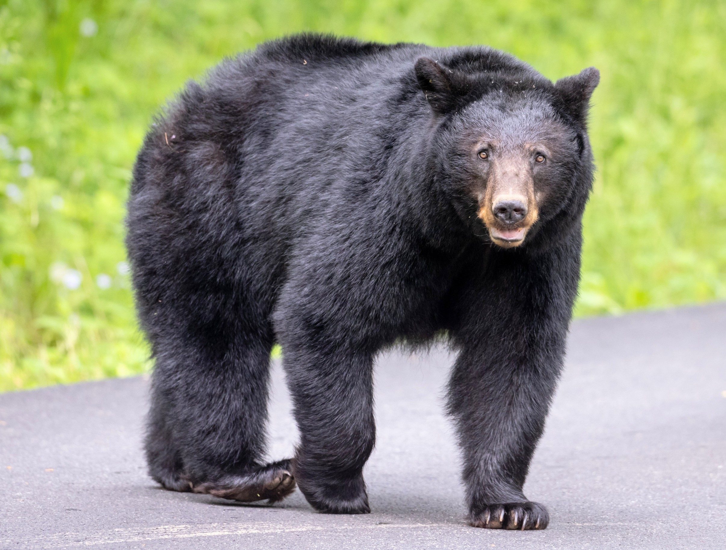 Droughts are escalating conflicts between people and wildlife - Earth.com