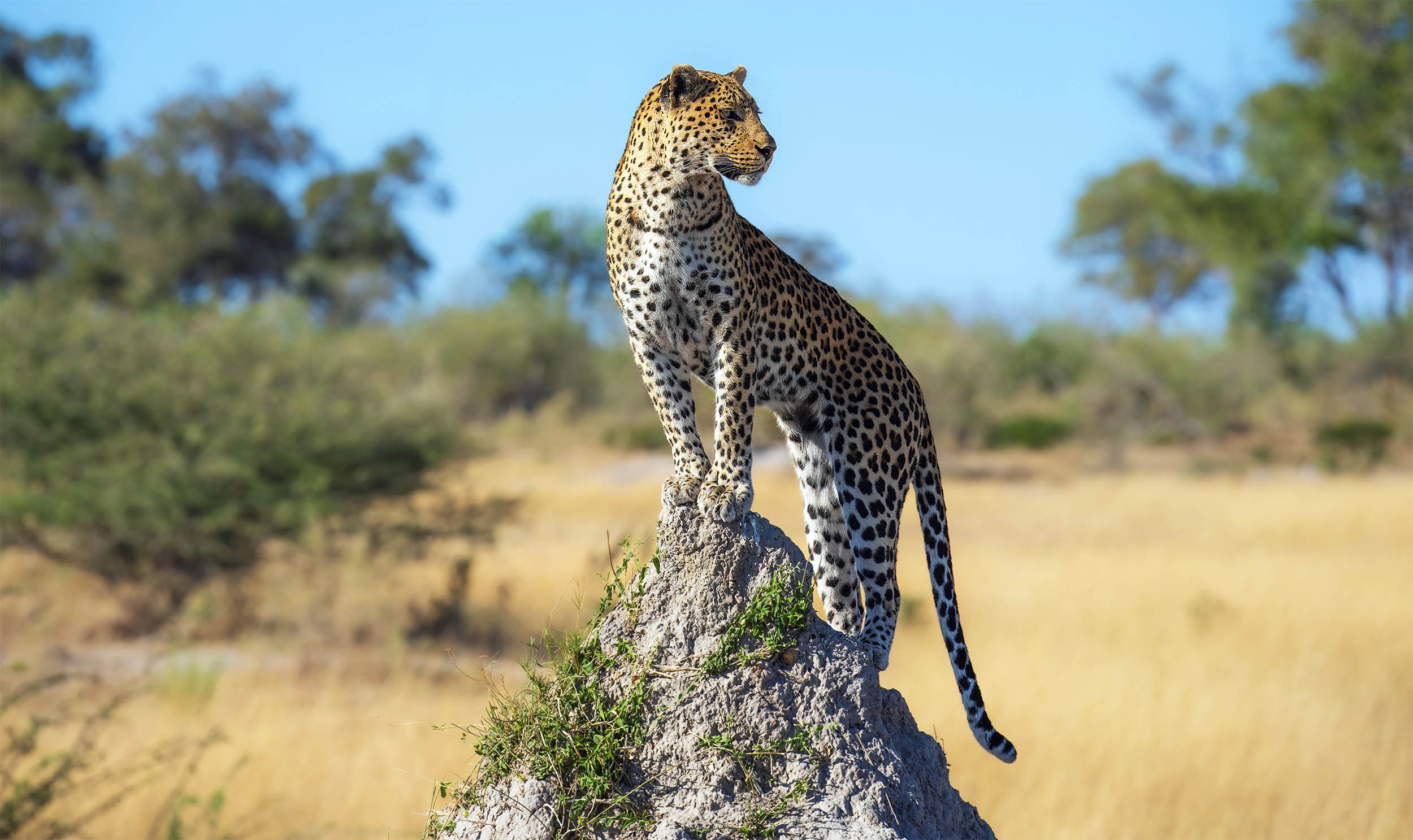 Humans caused total biomass of wild mammals to plummet 90% - Earth.com