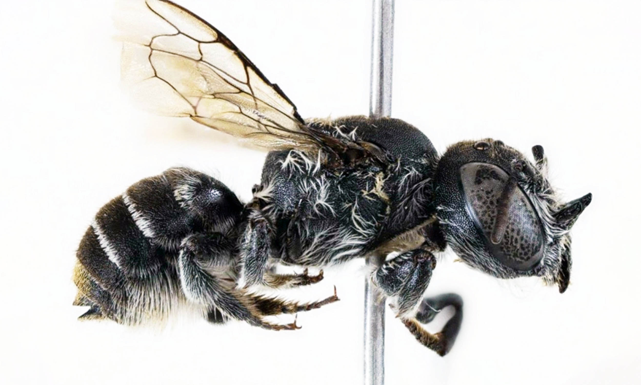 Meet 'Megachile lucifer,' a devil-horned bee species from Australia ...