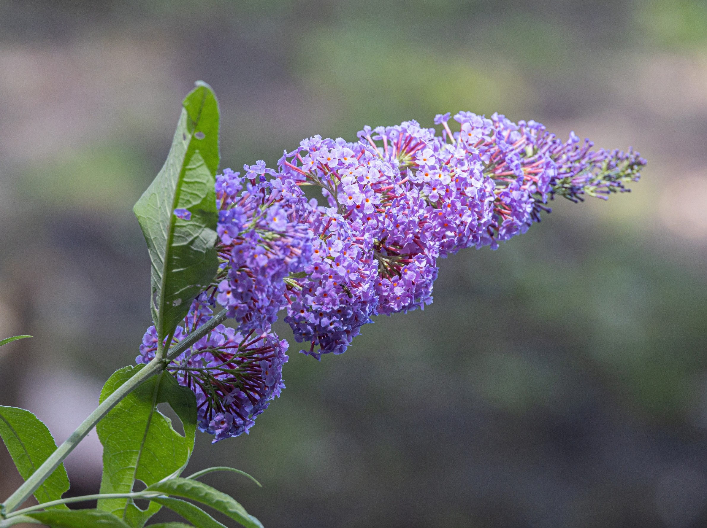 Non-native plants aren’t staying invisible to enemies anymore - Earth.com