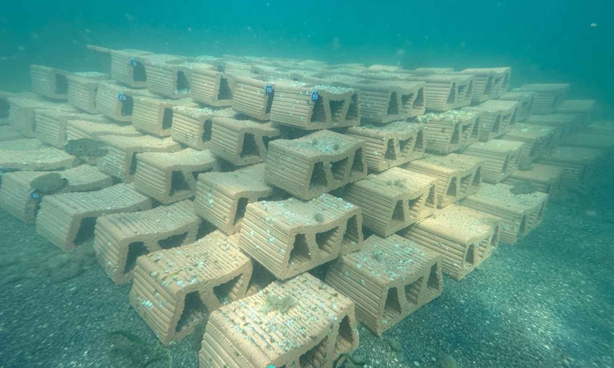 Officials are installing a pioneering artificial reef with native ...