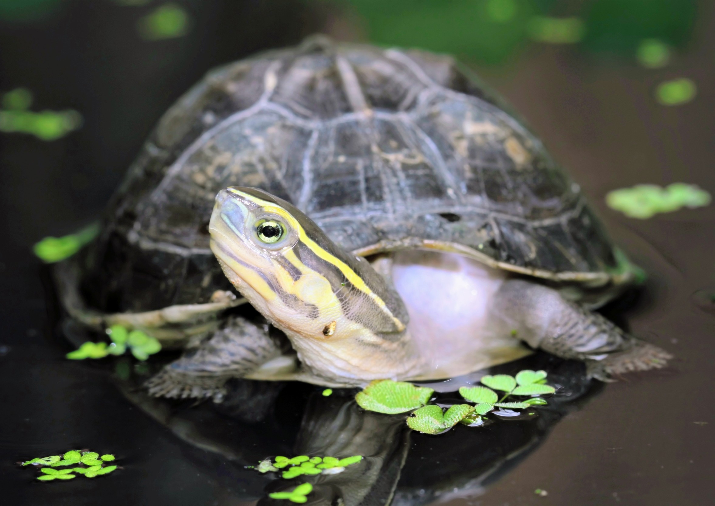 Animals repeatedly used the same trick to move from water to land ...
