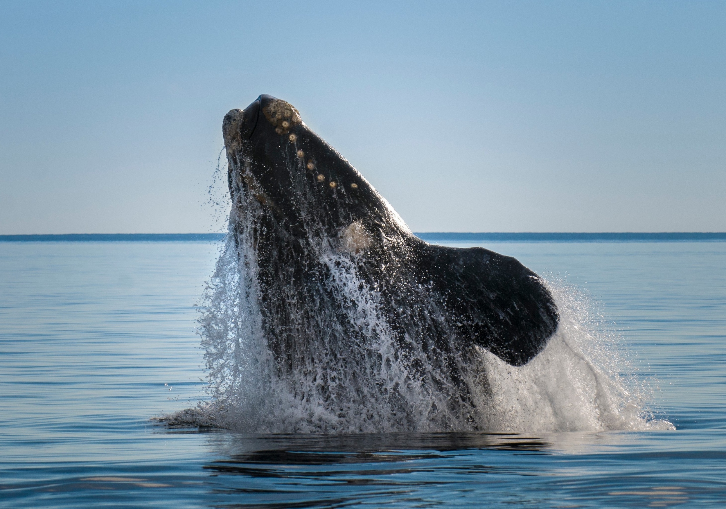 Endangered whales reveal signs of health trouble in their breath ...