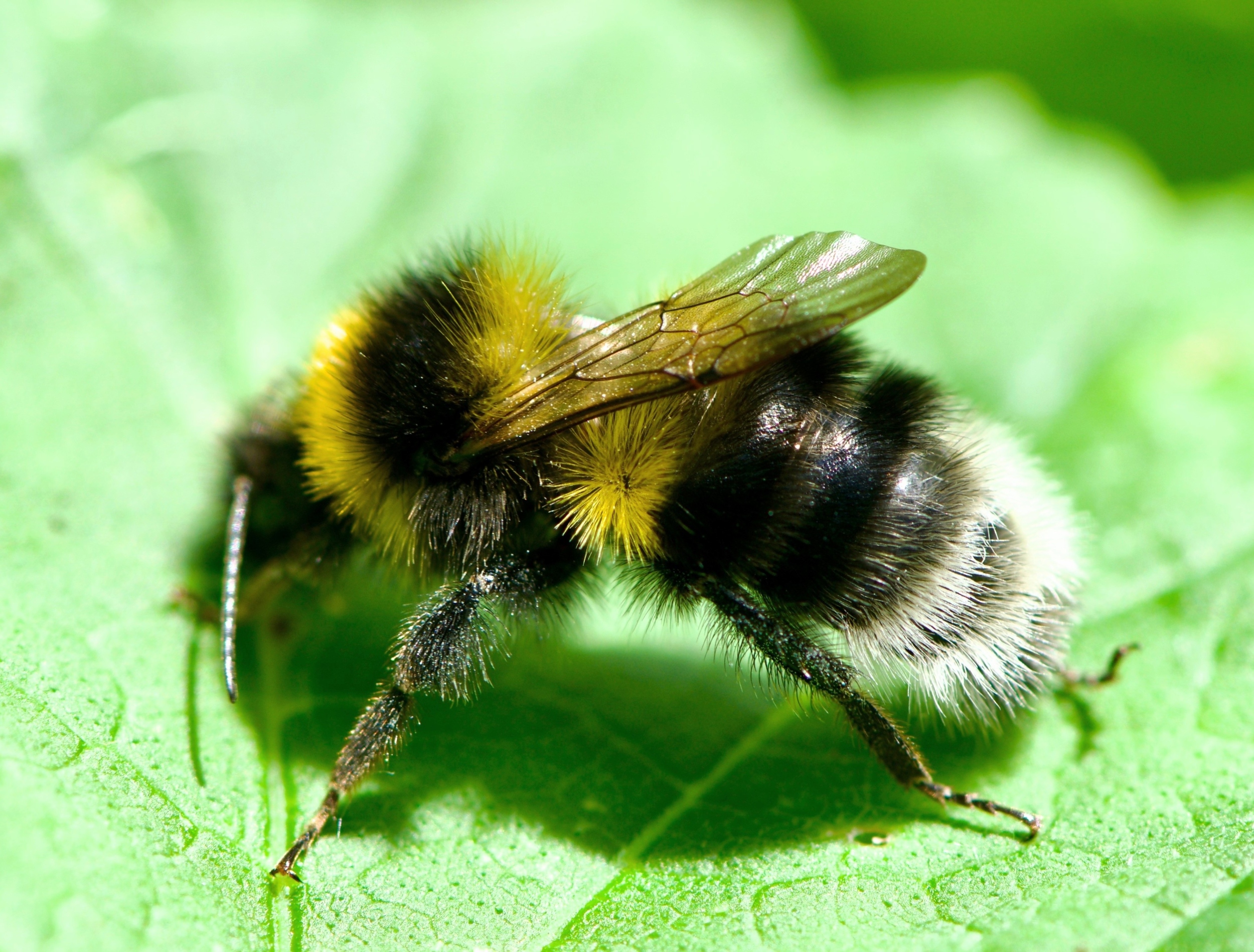 Bumblebees can learn to read 'Morse code' to find food - Earth.com