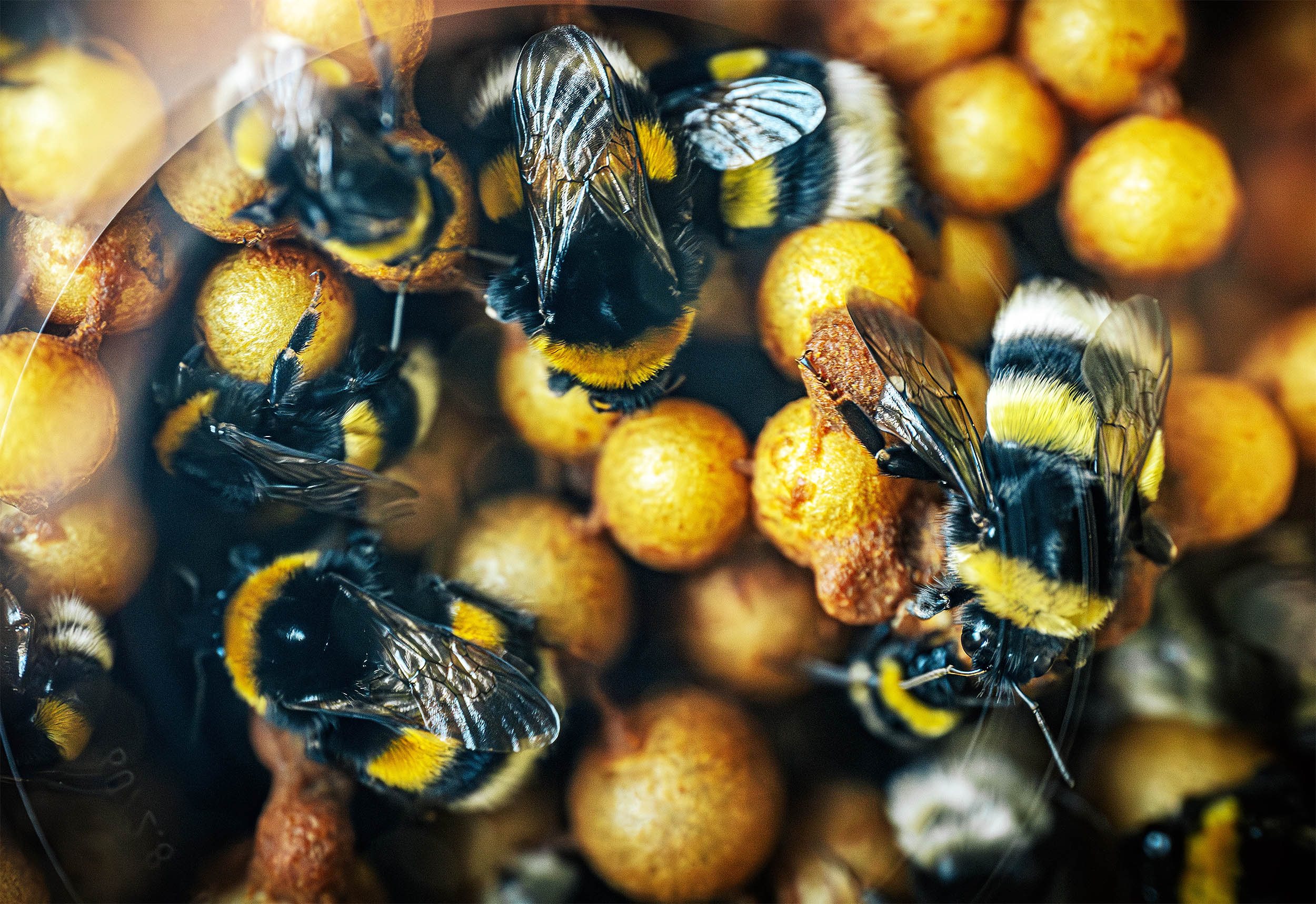 Scientists teach bumblebees to read 'Morse code' and tell time - Earth.com