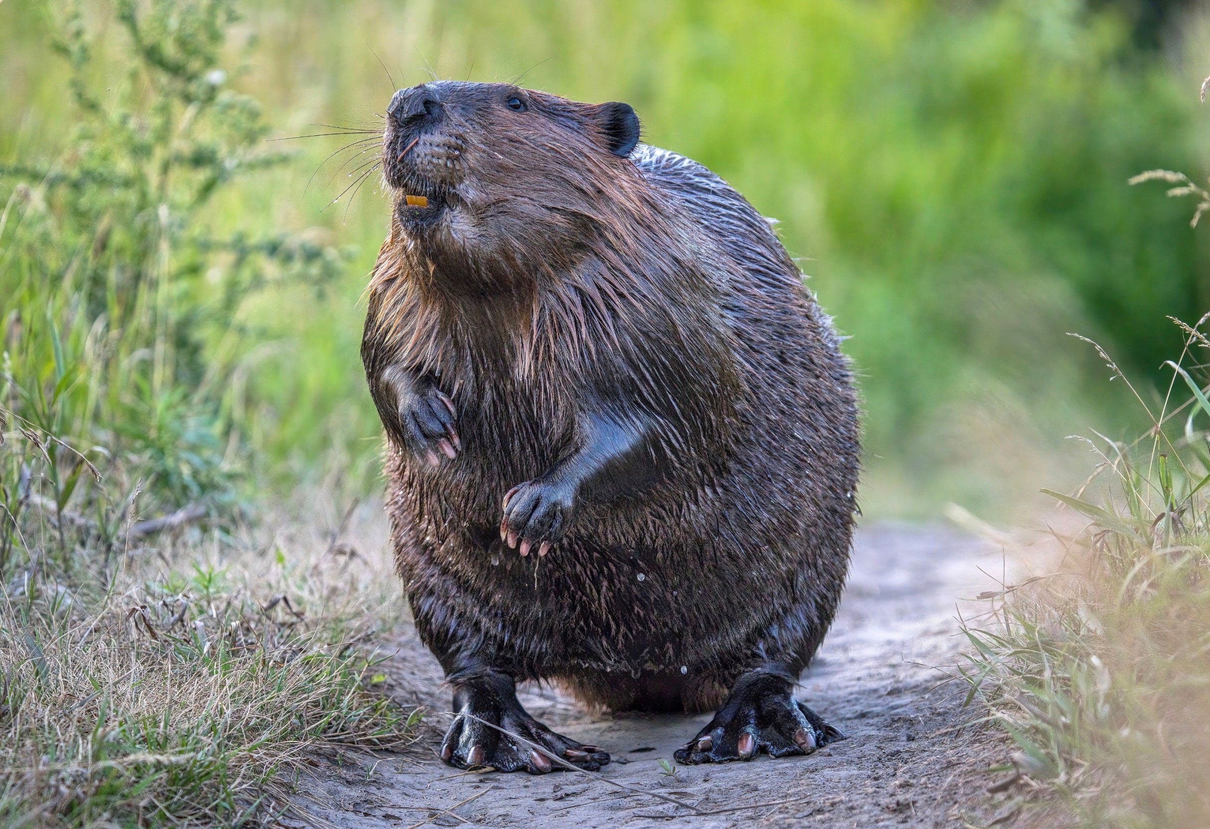 Beaver wetlands become biodiversity hotspots for pollinators - Earth.com