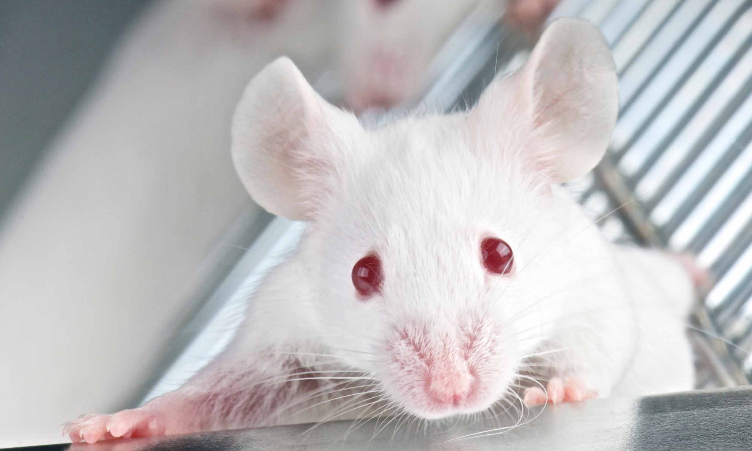 Scientists read thoughts of mice through facial signals - Earth.com