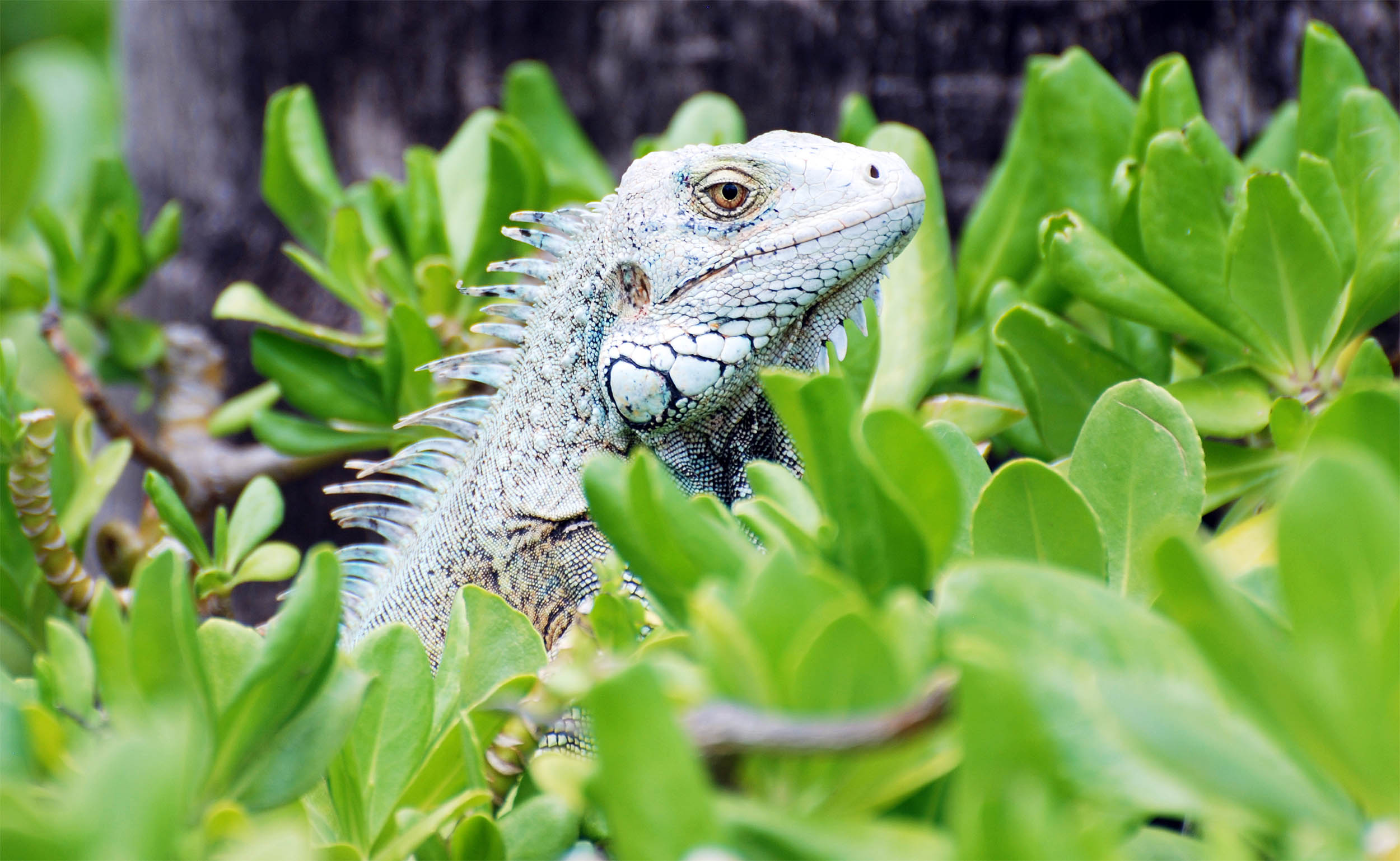 Invasive species don't kill ecosystems all at once, they have a plan - Earth.com