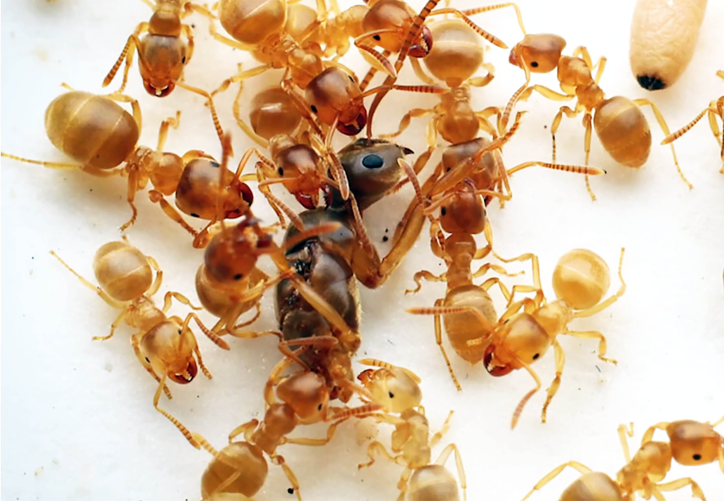 Parasitic ant queen tricks workers into killing their own mother ...